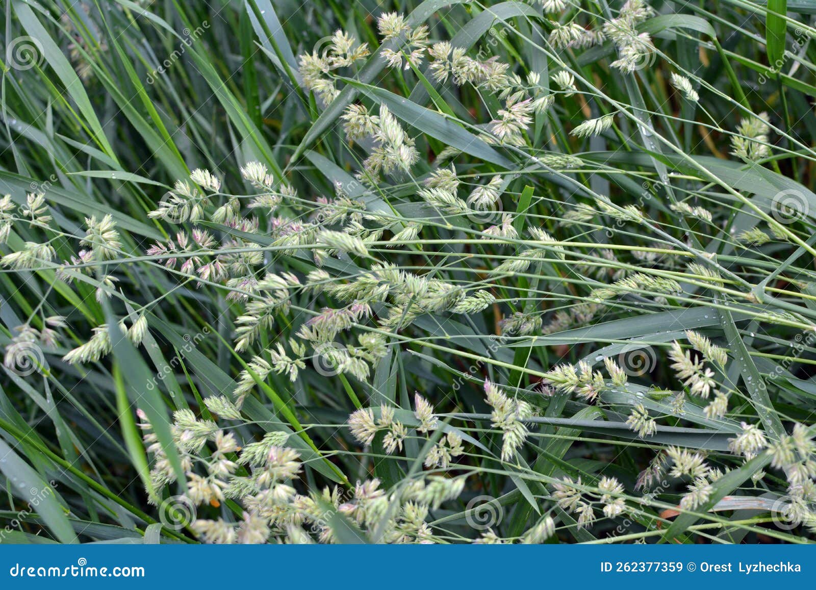 The Herb Dactylis Glomerata Grows in Nature Stock Image - Image of ...
