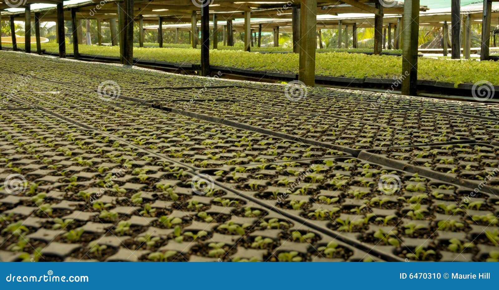 Herb Factory stock photo. Image of herbs, marjoram, herb - 6470310