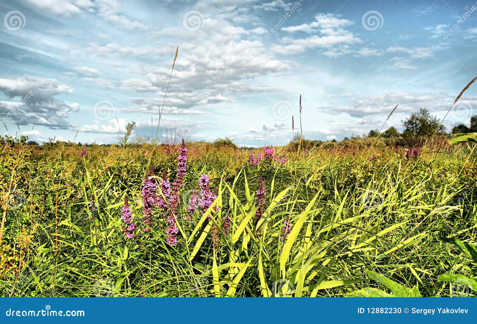 Herb in field stock photo. Image of cloudy, camille, herbage - 12882230