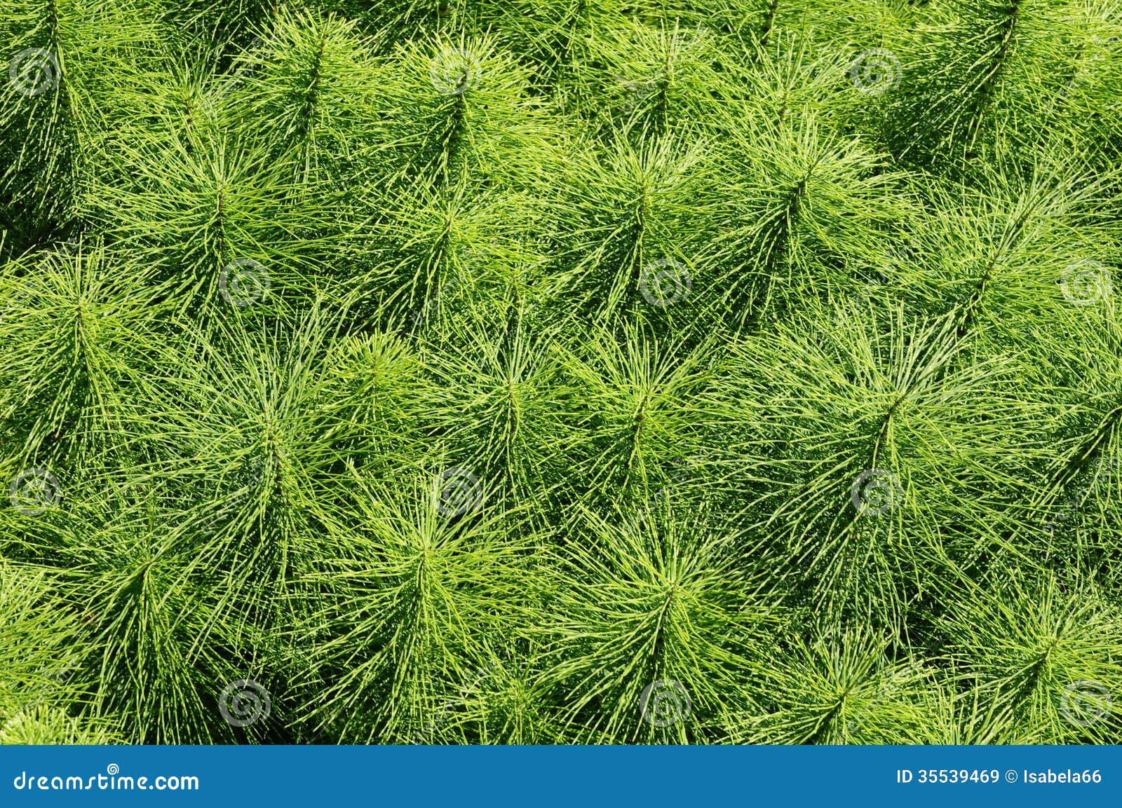 Herb Field horsetail stock image. Image of grassland - 35539469