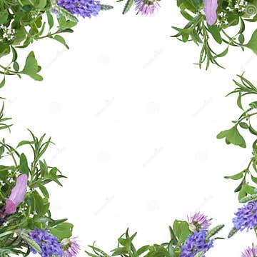 Herb Flower Border stock image. Image of herbal, lemon - 18910293