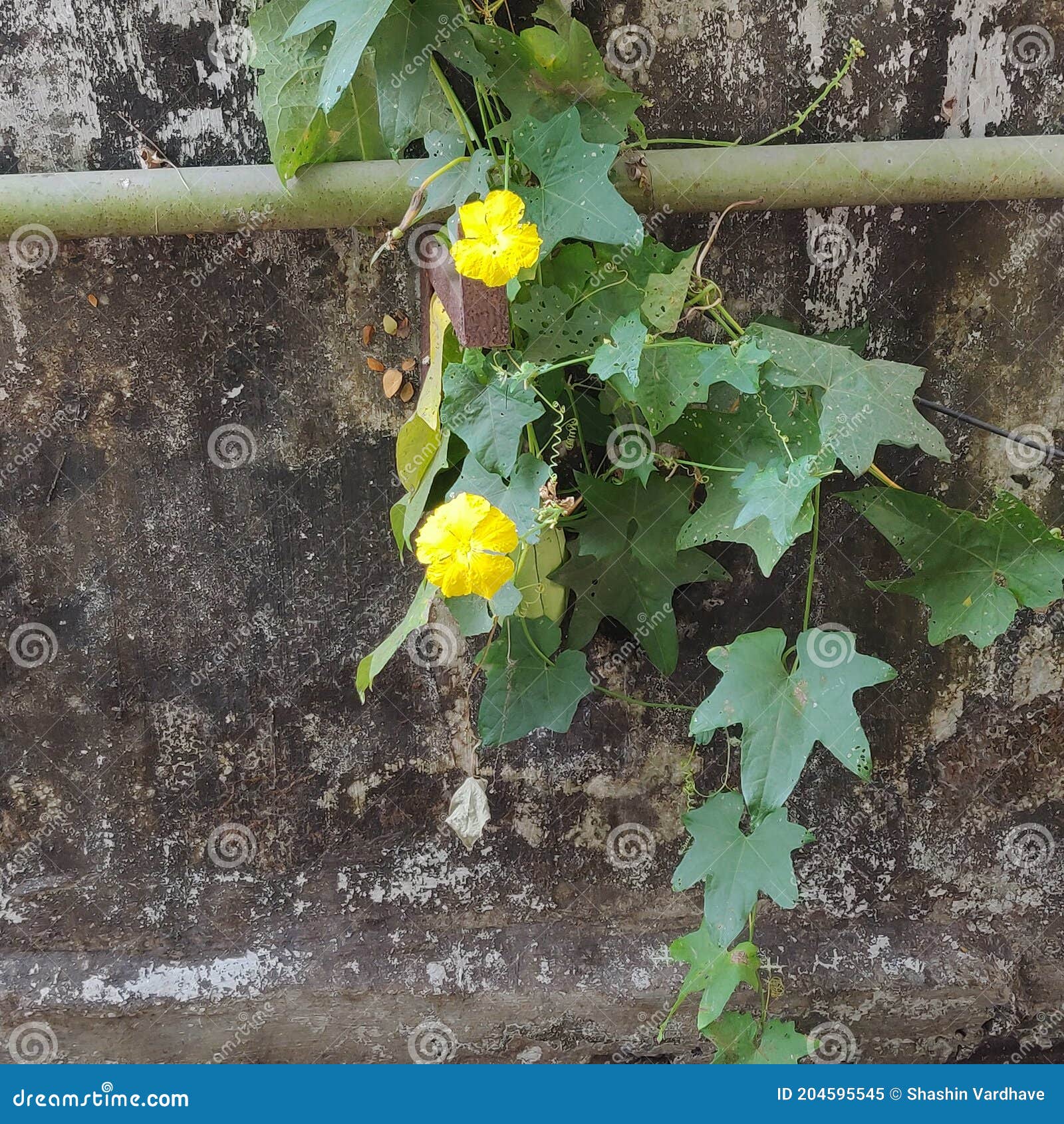 A Herb and a Flower of Luffa Operculata, Raigad Stock Image - Image of ...