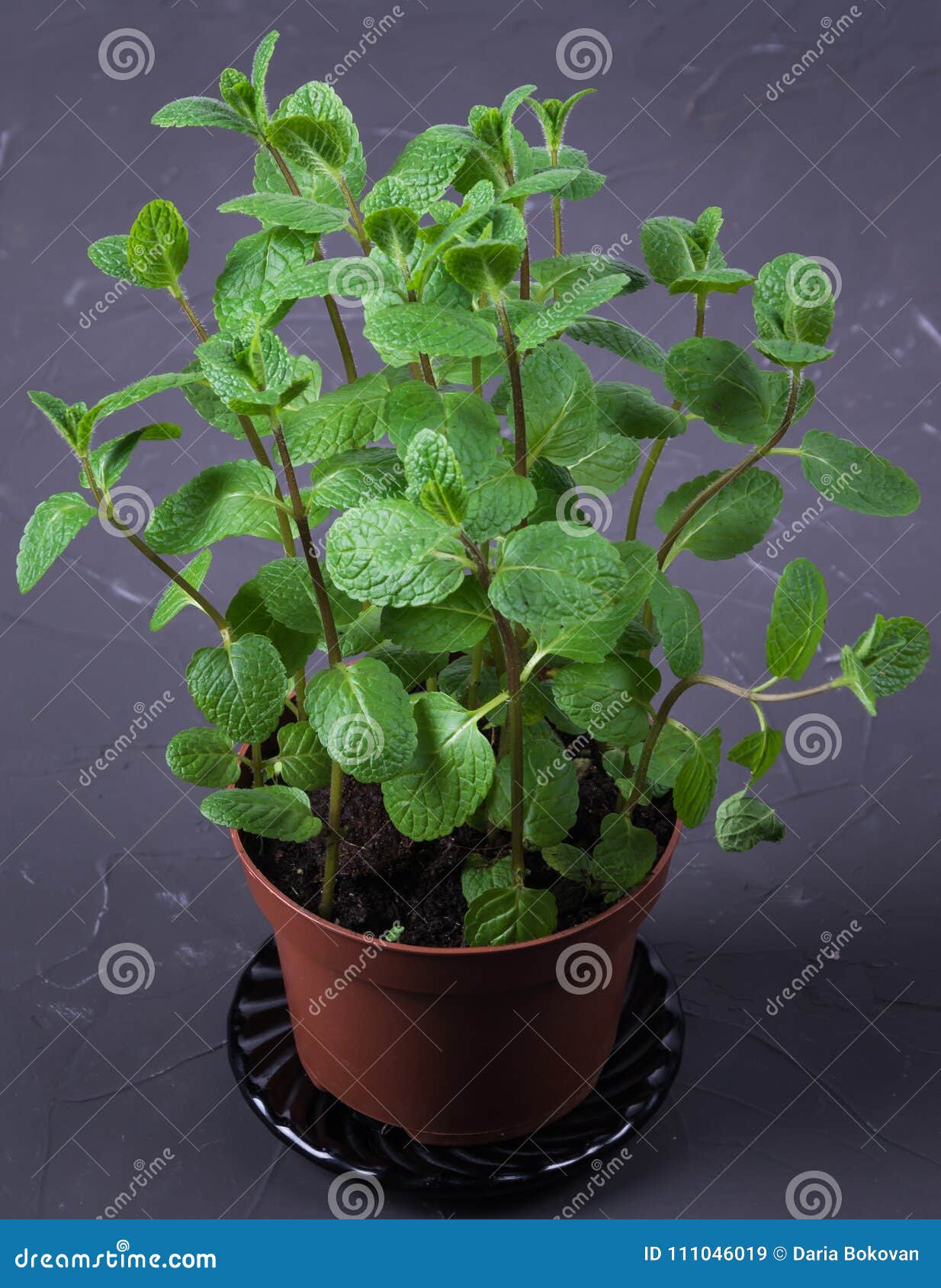 Fresh mint in pot stock image. Image of freshness, aroma - 111046019