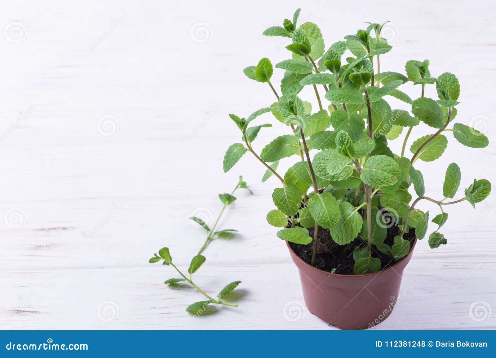 Fresh mint in pot stock photo. Image of food, bush, potted - 112381248