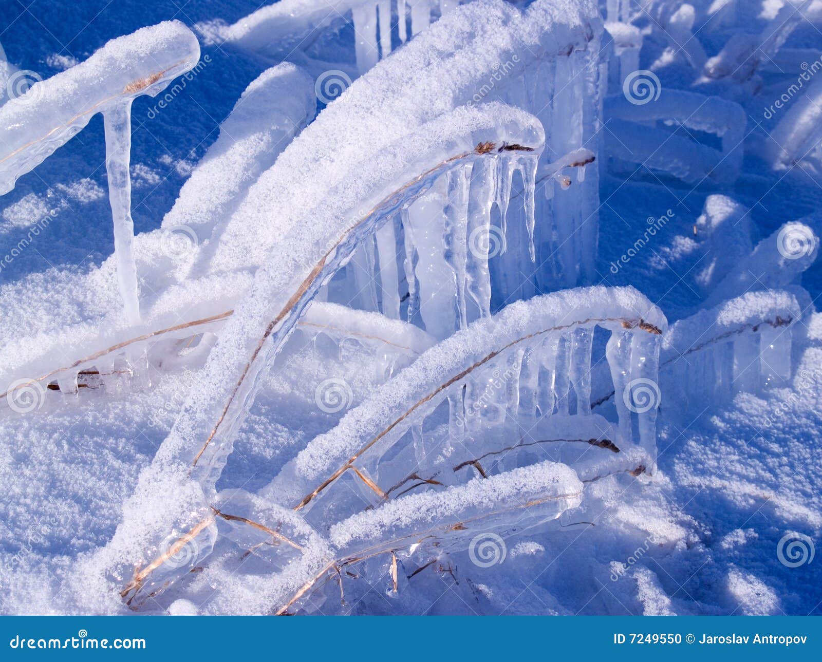 Herb frozen under ice stock photo. Image of december, polar - 7249550