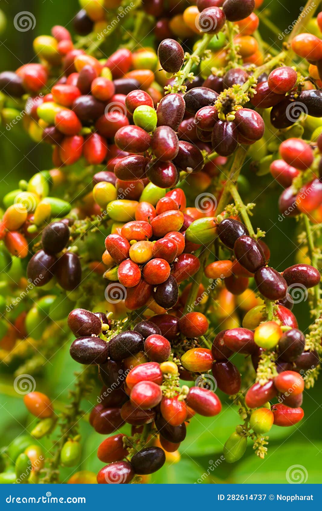 Lepisanthes Rubiginosa Tree With A Natural Background. Also Called ...