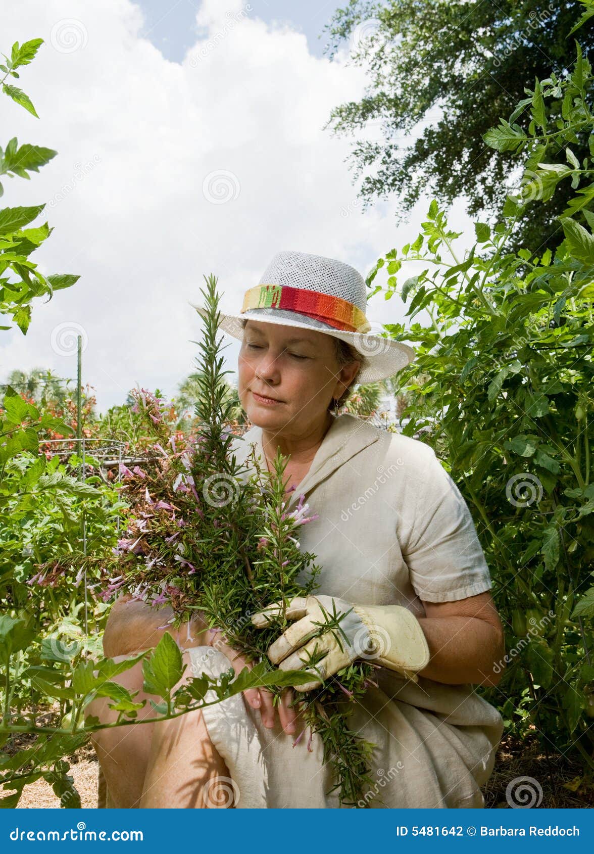 Herb Garden Lady stock photo. Image of growth, food, green - 5481642