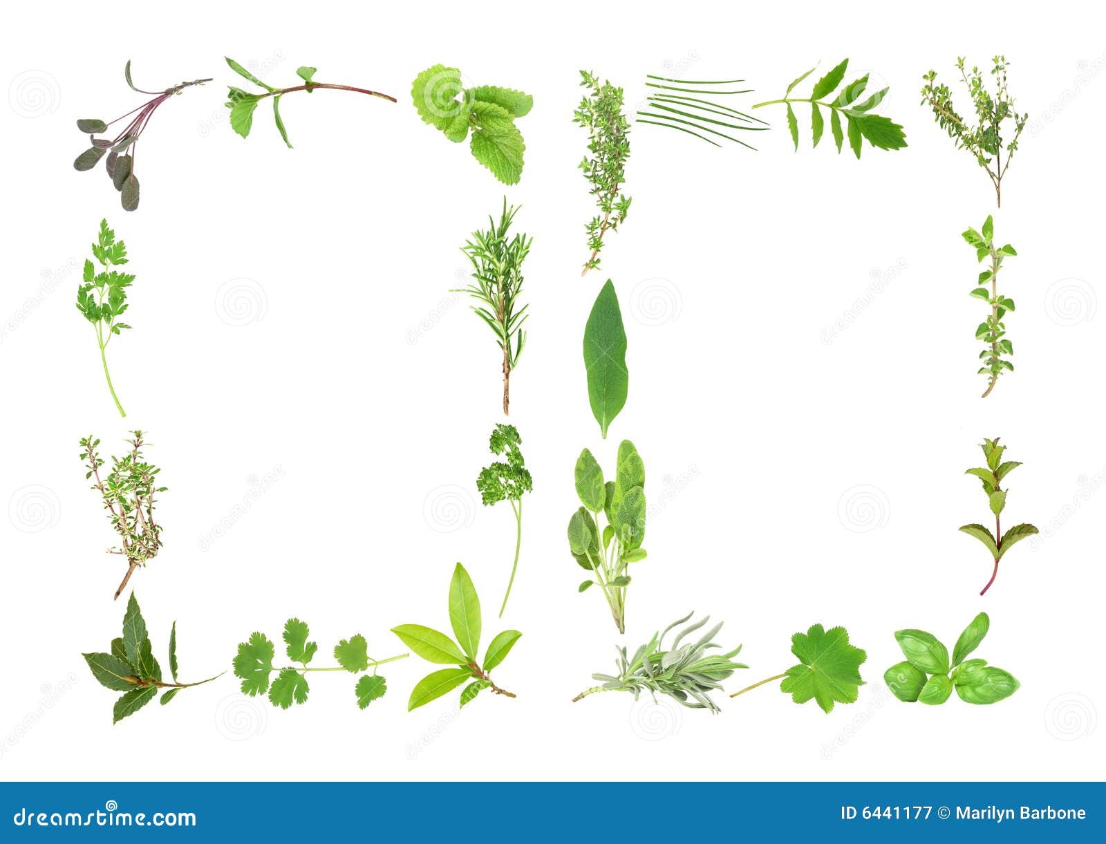 Herb Leaf Abstract stock illustration. Illustration of botanic - 6441177