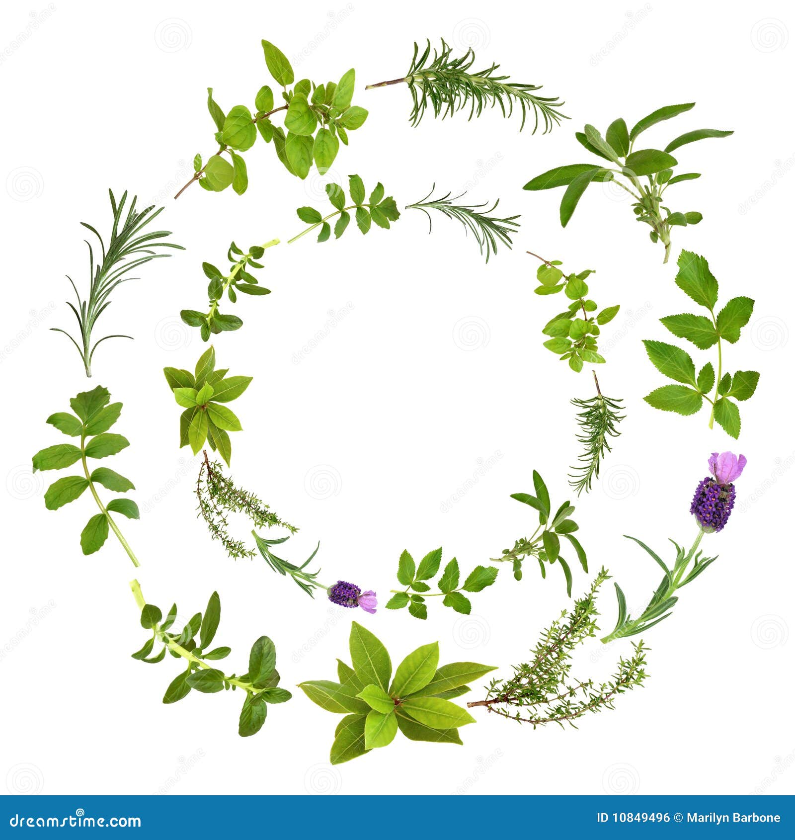 Herb Leaf Abstract Design stock photo. Image of herbs - 10849496