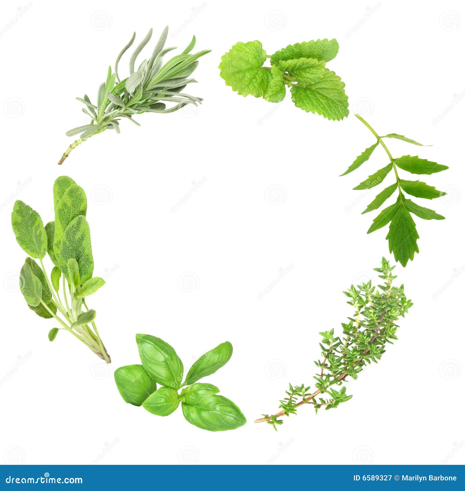 Herb Leaf Circle Stock Photography | CartoonDealer.com #7770182