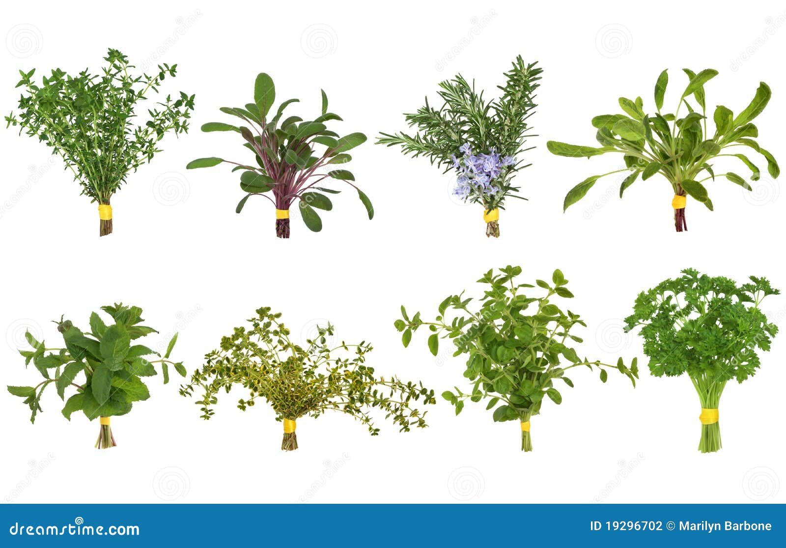 Herb Leaf Posy Selection stock photo. Image of variety - 19296702