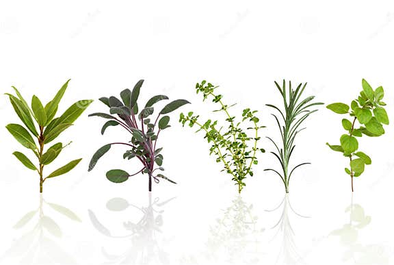 Herb Leaf Selection stock illustration. Illustration of herb - 11950790