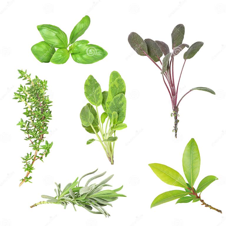 Herb Leaf Selection stock photo. Image of leaves, botany - 6671368