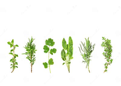 Herb Leaf Selection stock photo. Image of herbs, abstract - 7413654