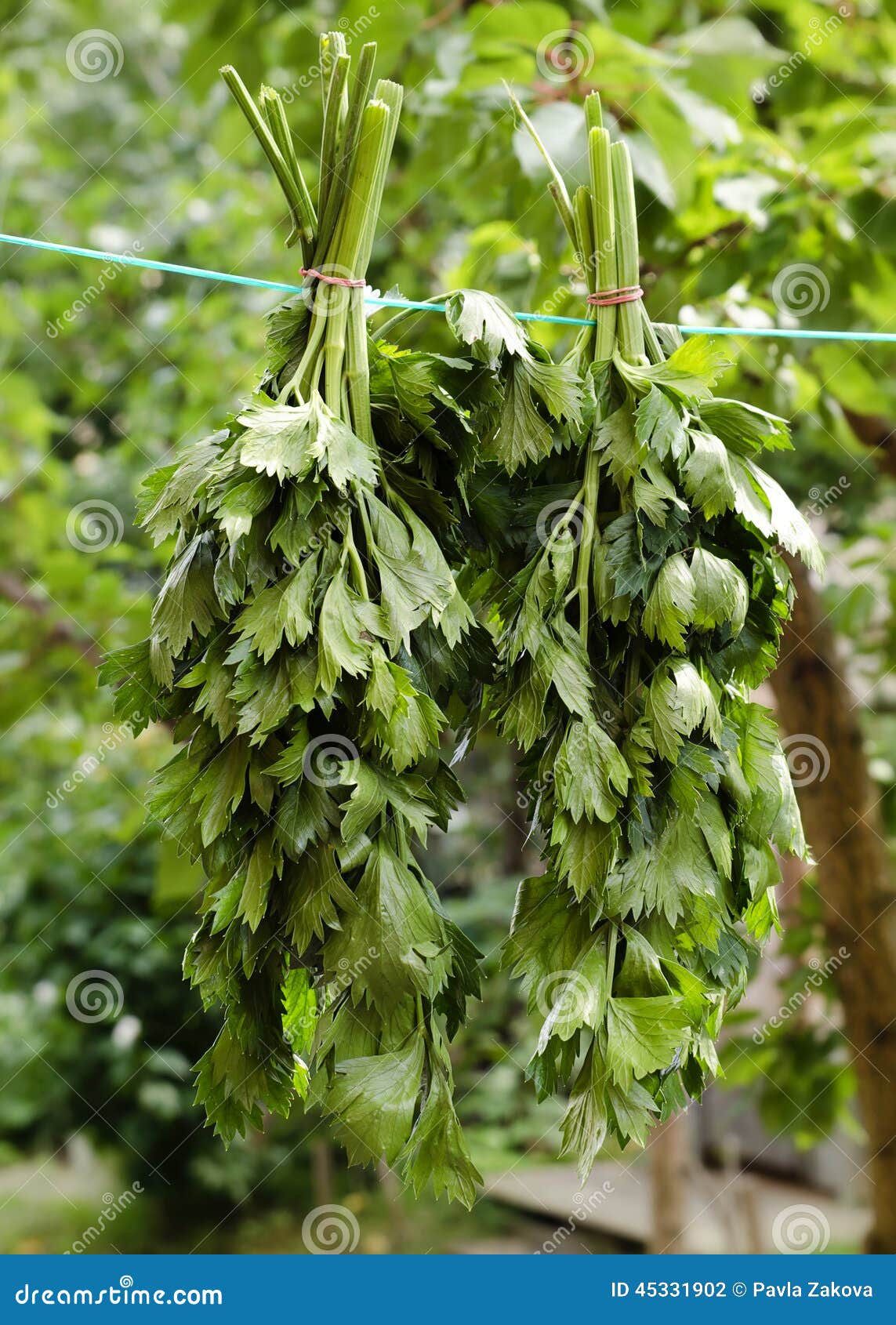 Herb leaves on a string stock photo. Image of fresh, green - 45331902