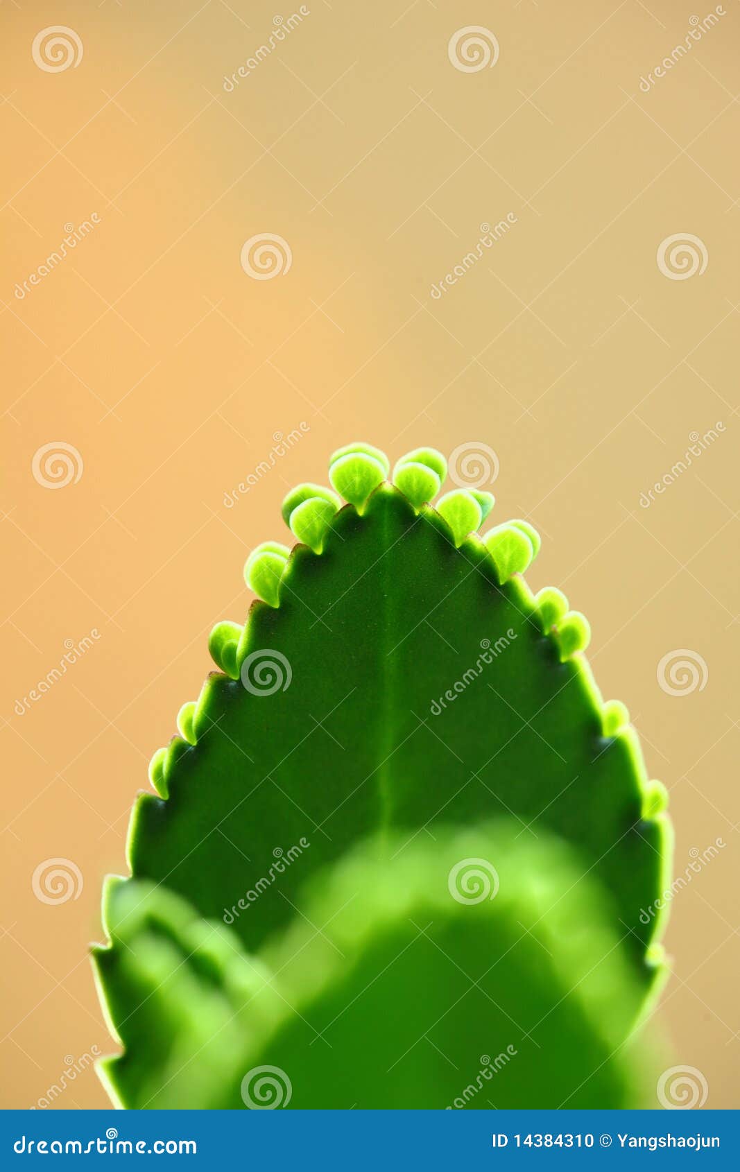 Life Plant Or Miracle Leaf Bryophyllum Pinnatum. Stock Photography ...