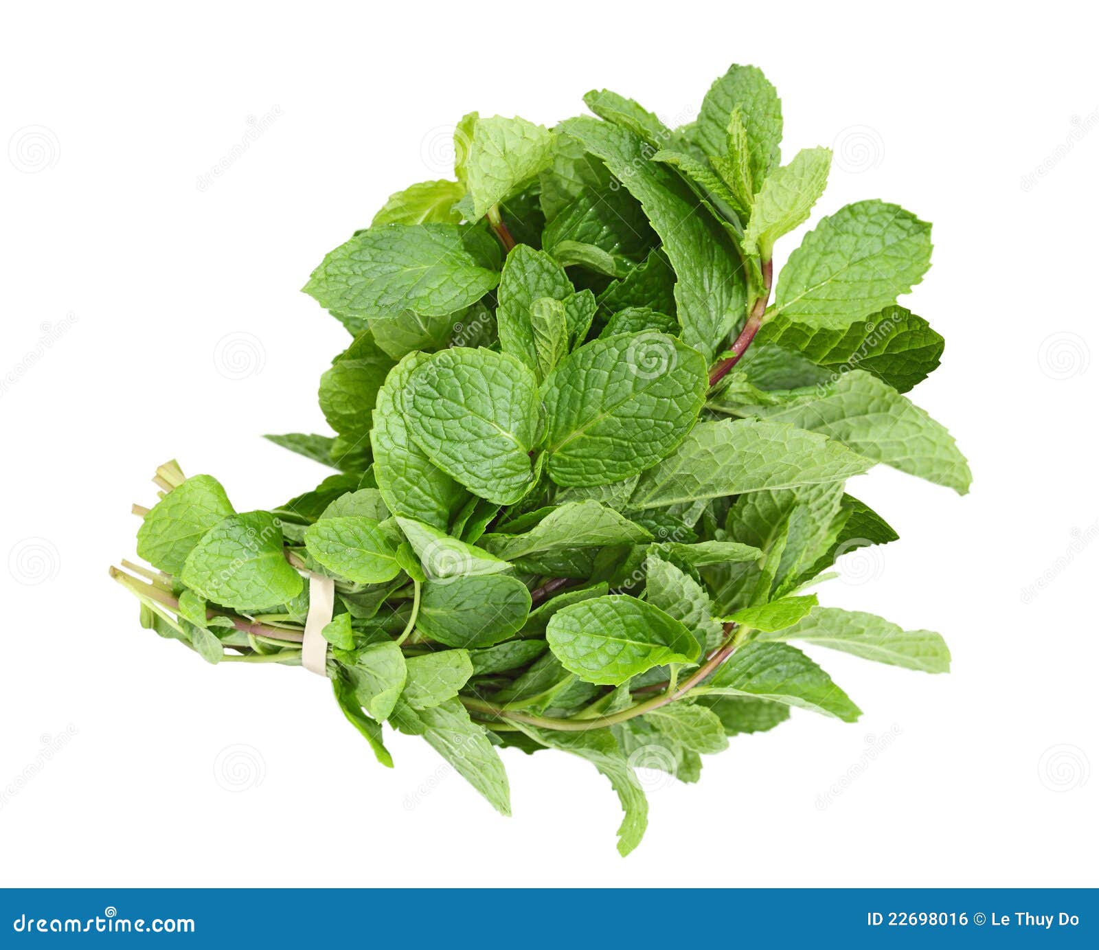 Herb Mint Bundle stock photo. Image of herb, tied, white - 22698016