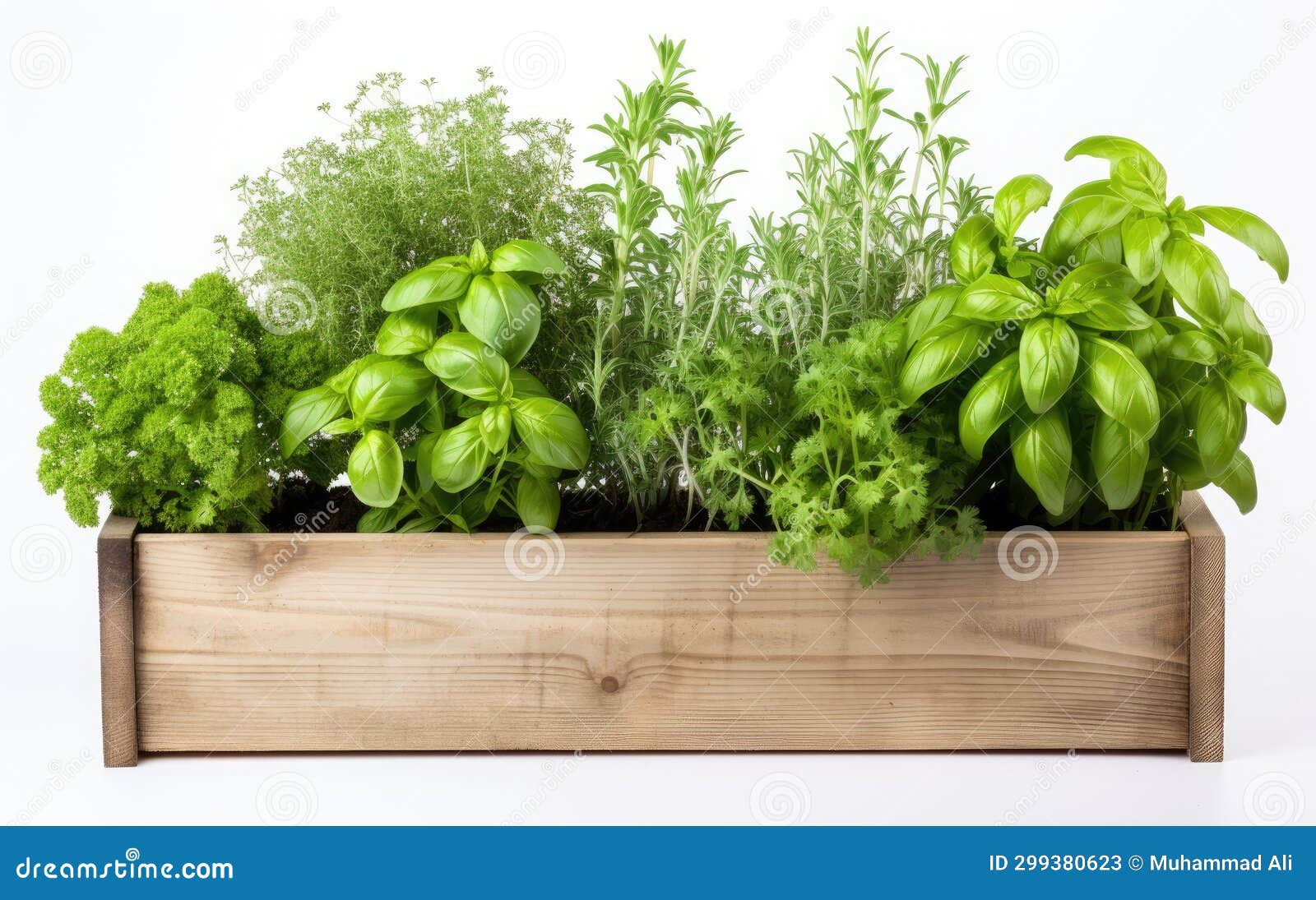 Herb Planter on White Background Stock Illustration - Illustration of ...