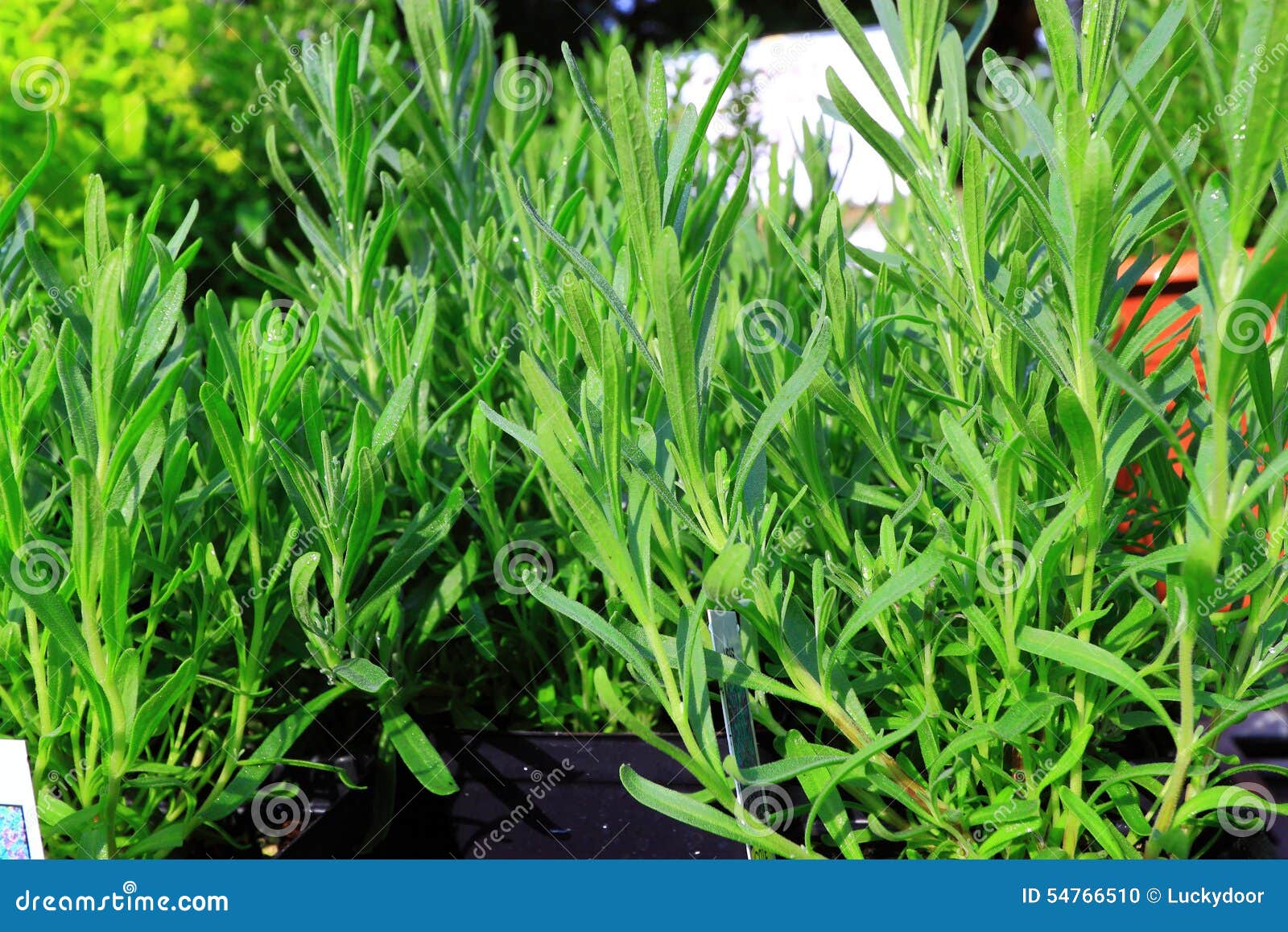 Herb Plants verde foto de stock. Imagem de aromaterapia - 54766510