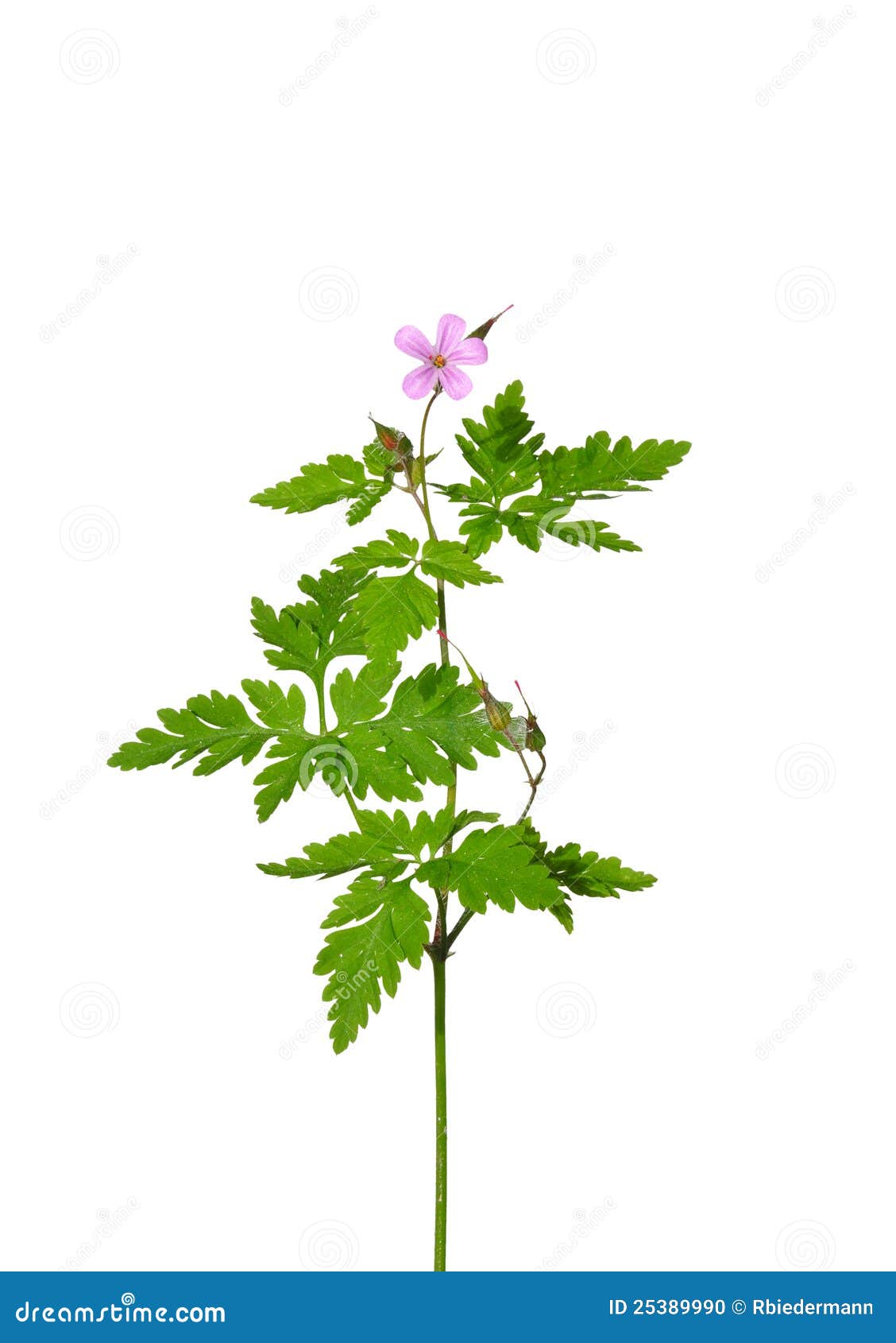 121 Geranium Cut Out Stock Photos - Free & Royalty-Free Stock Photos ...