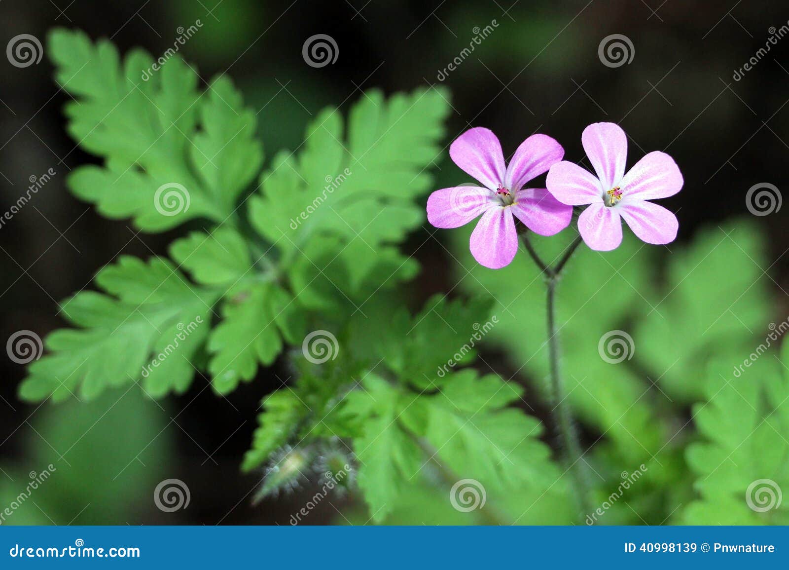 Herb Robert - Geranium Robertianum Stock Image - Image of weed, native ...