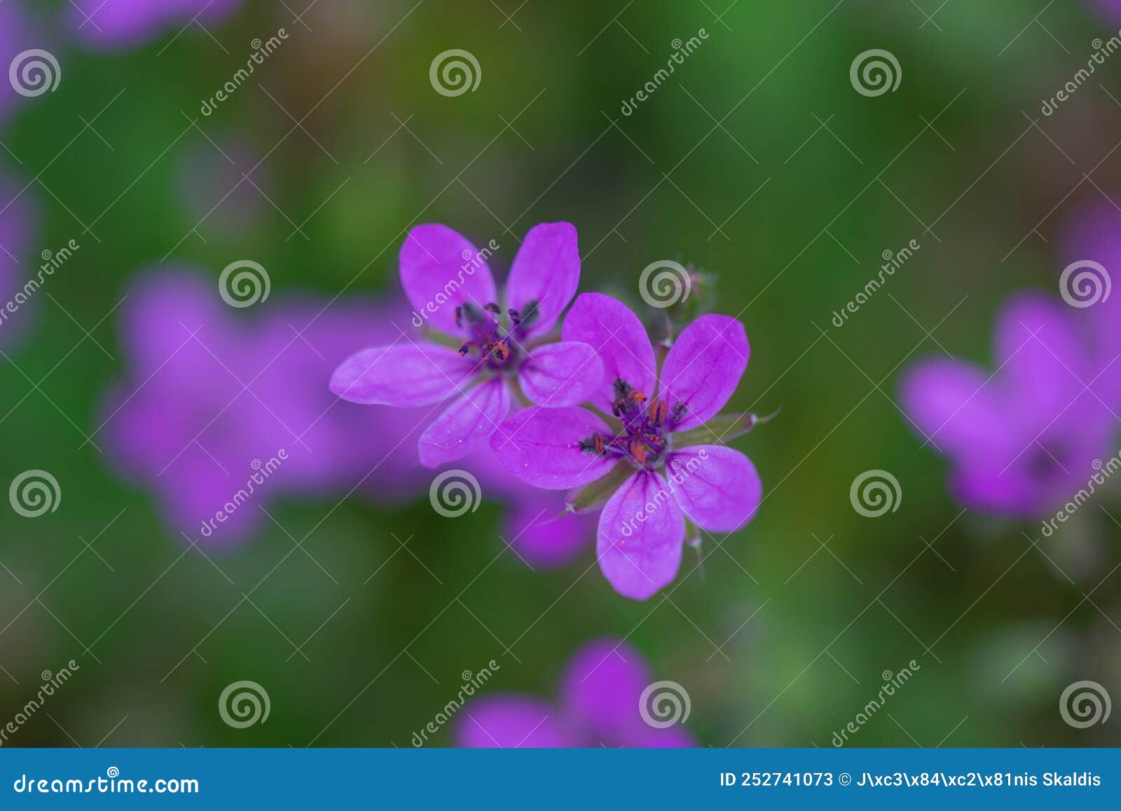 Herb-Robert or Red Robin, Geranium Robertianum Macro Green Background ...