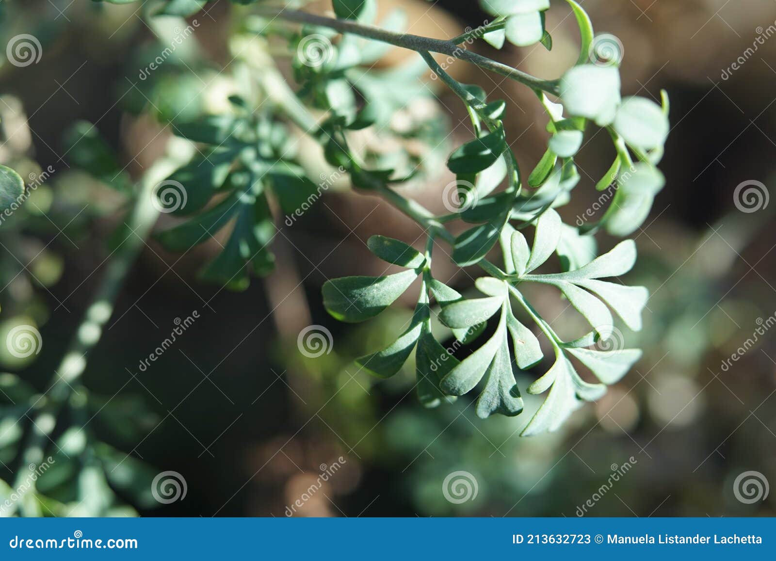 Herb, Ruta Graveolens, the Leafs from Rue Stock Image - Image of fruit ...