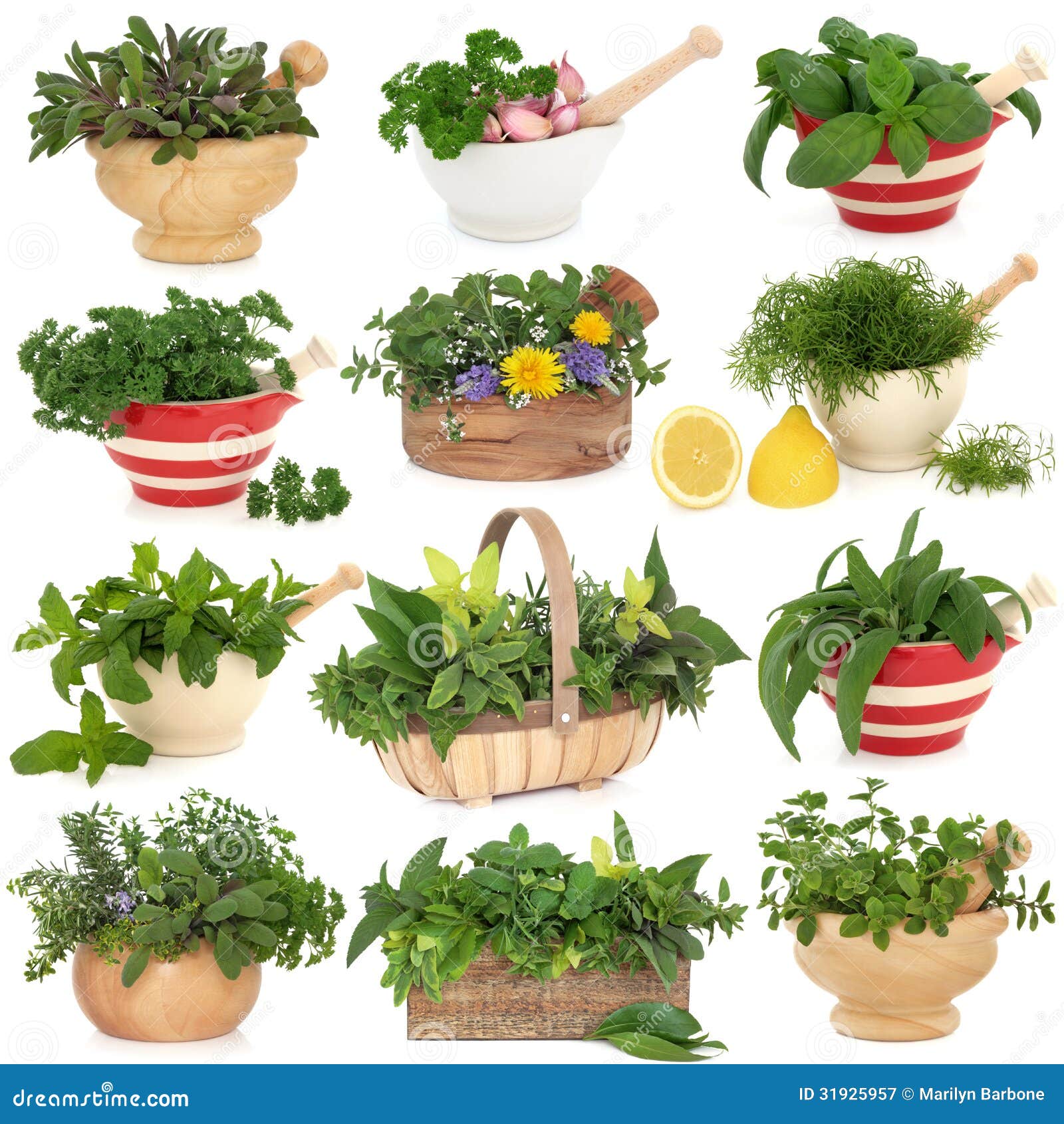 Herb Sampler stock image. Image of dandelion, herbs, herb - 31925957