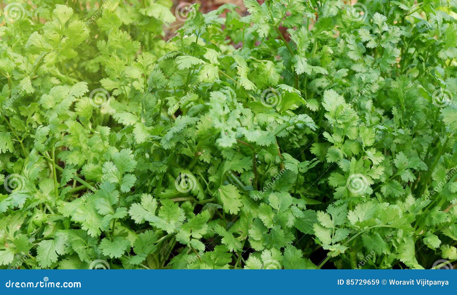 Herb Series Coriander /Cilantro Imagen de archivo - Imagen de cilantro ...