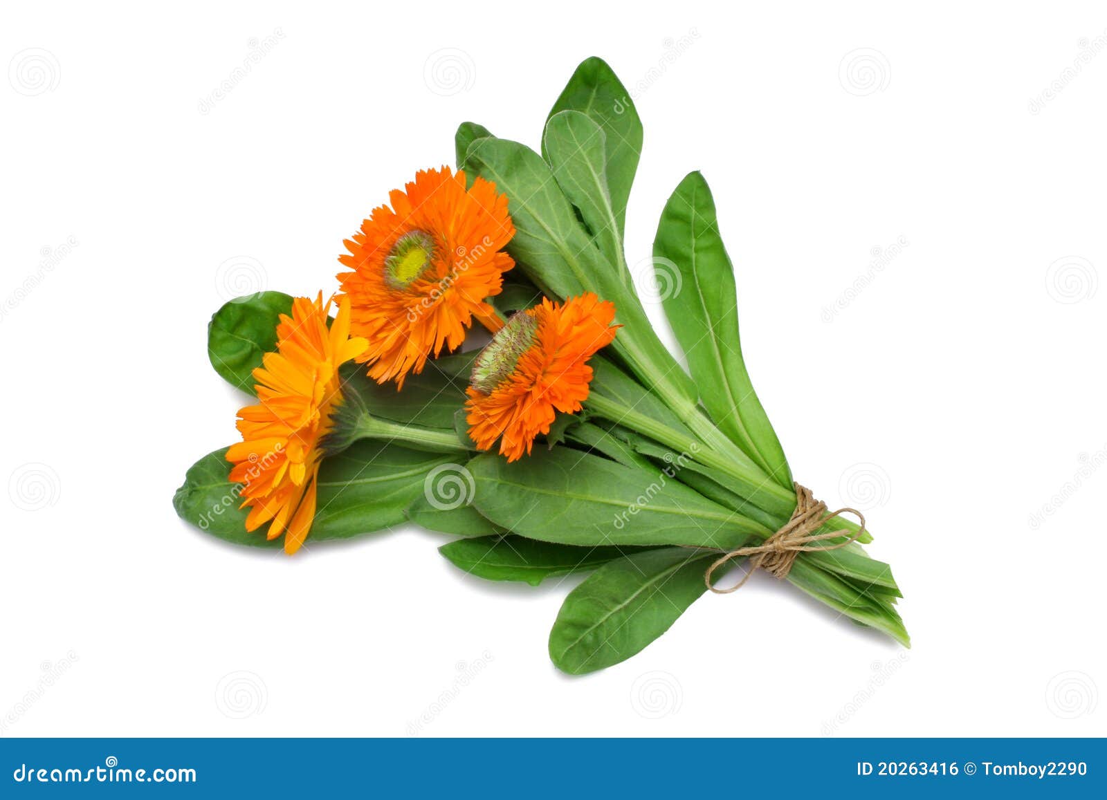Herb Series Pot Marigold stock photo. Image of marigold - 20263416