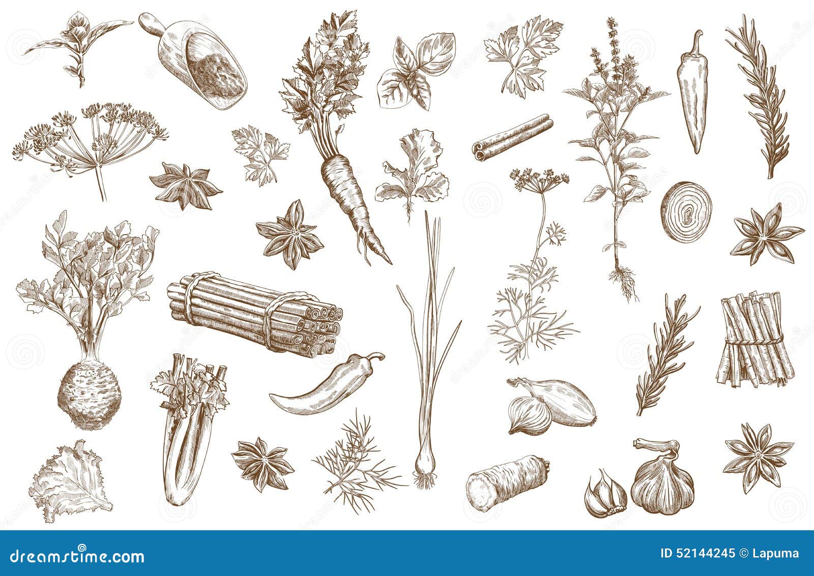 Herbs, Spices, Plants Collection, Illustration, Drawing, Engraving, Ink ...