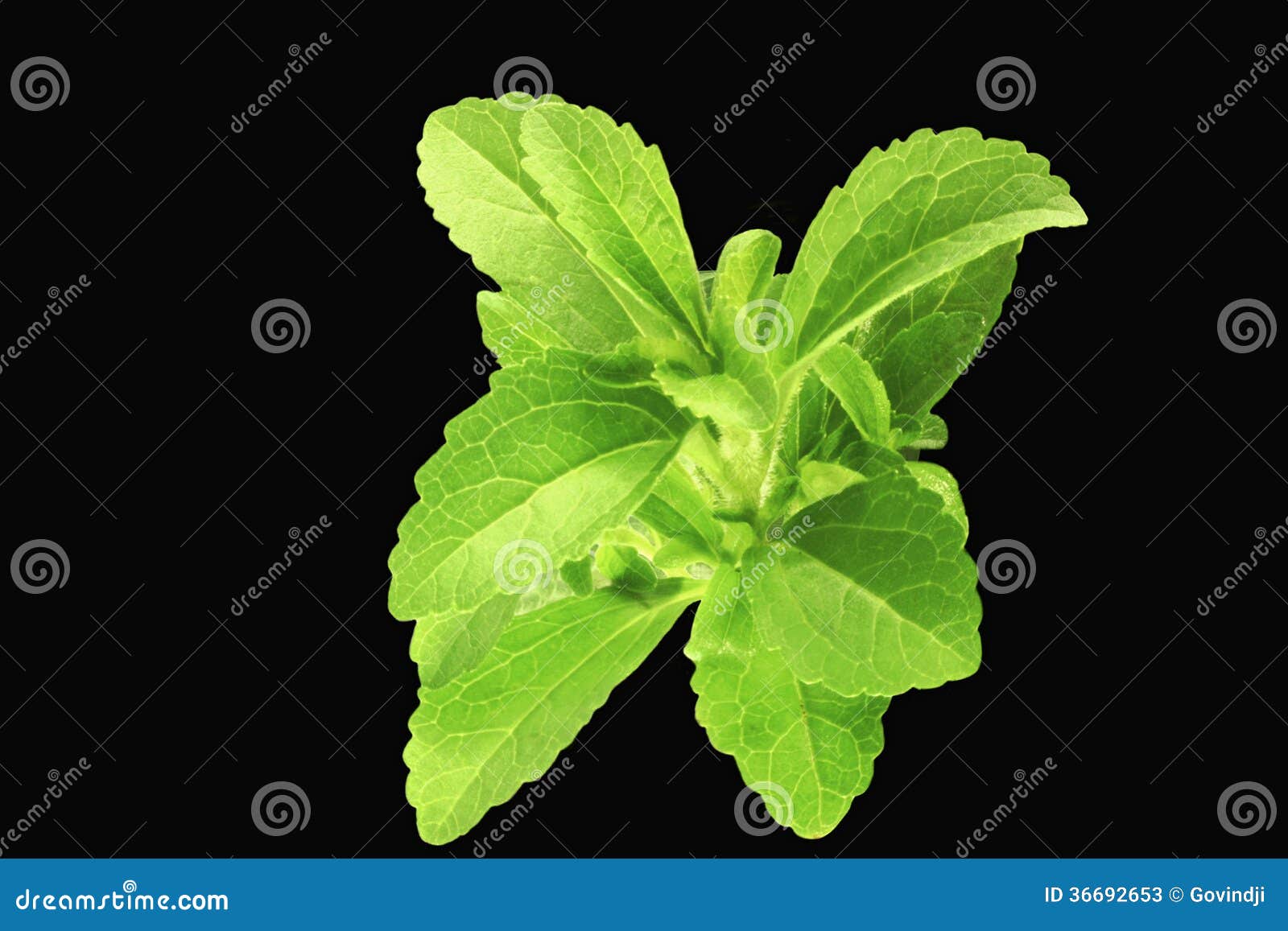 Herb Steviacloseup in Black Background Stock Image - Image of ...