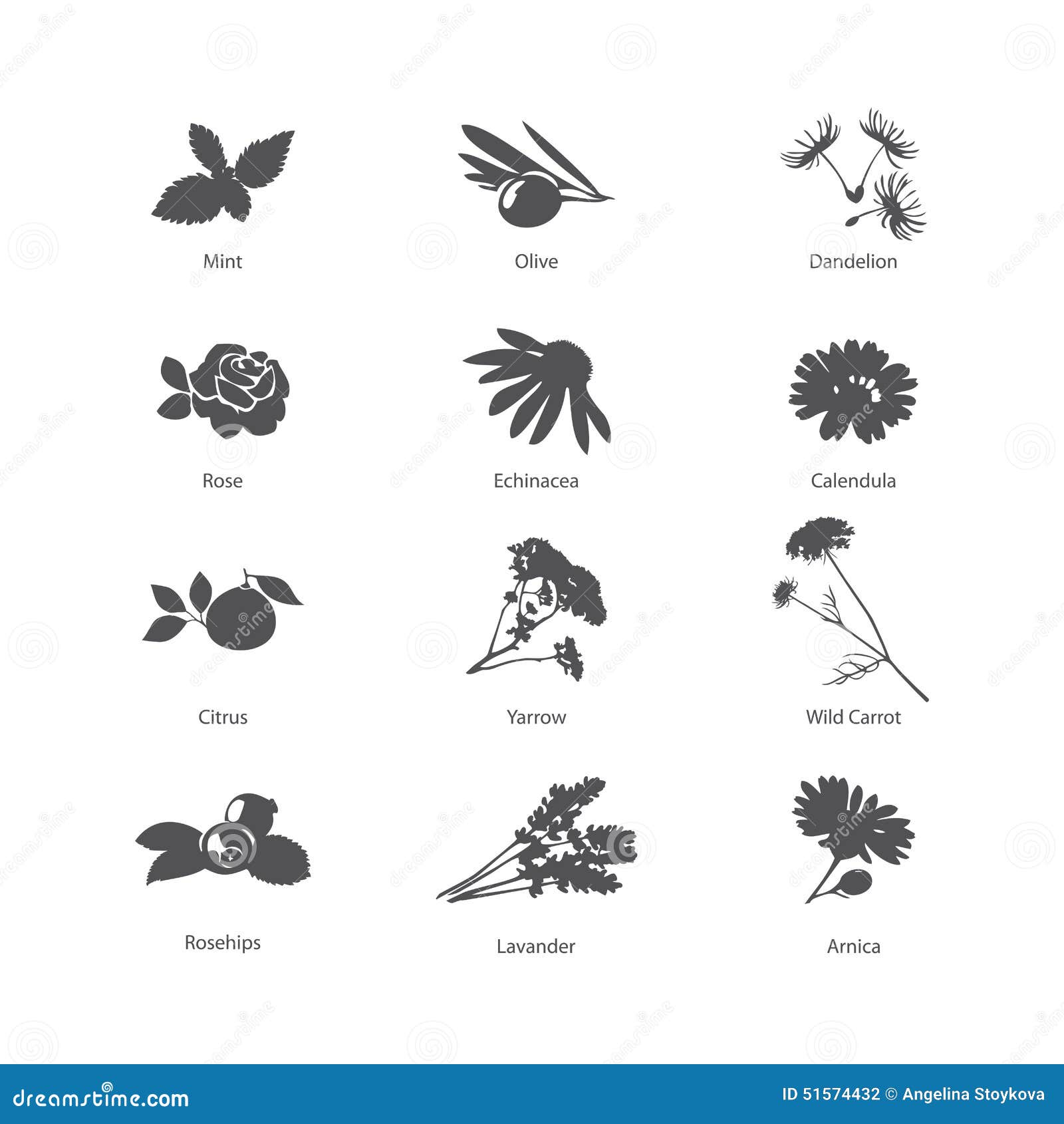 Herb symbols set stock vector. Illustration of lavender - 51574432