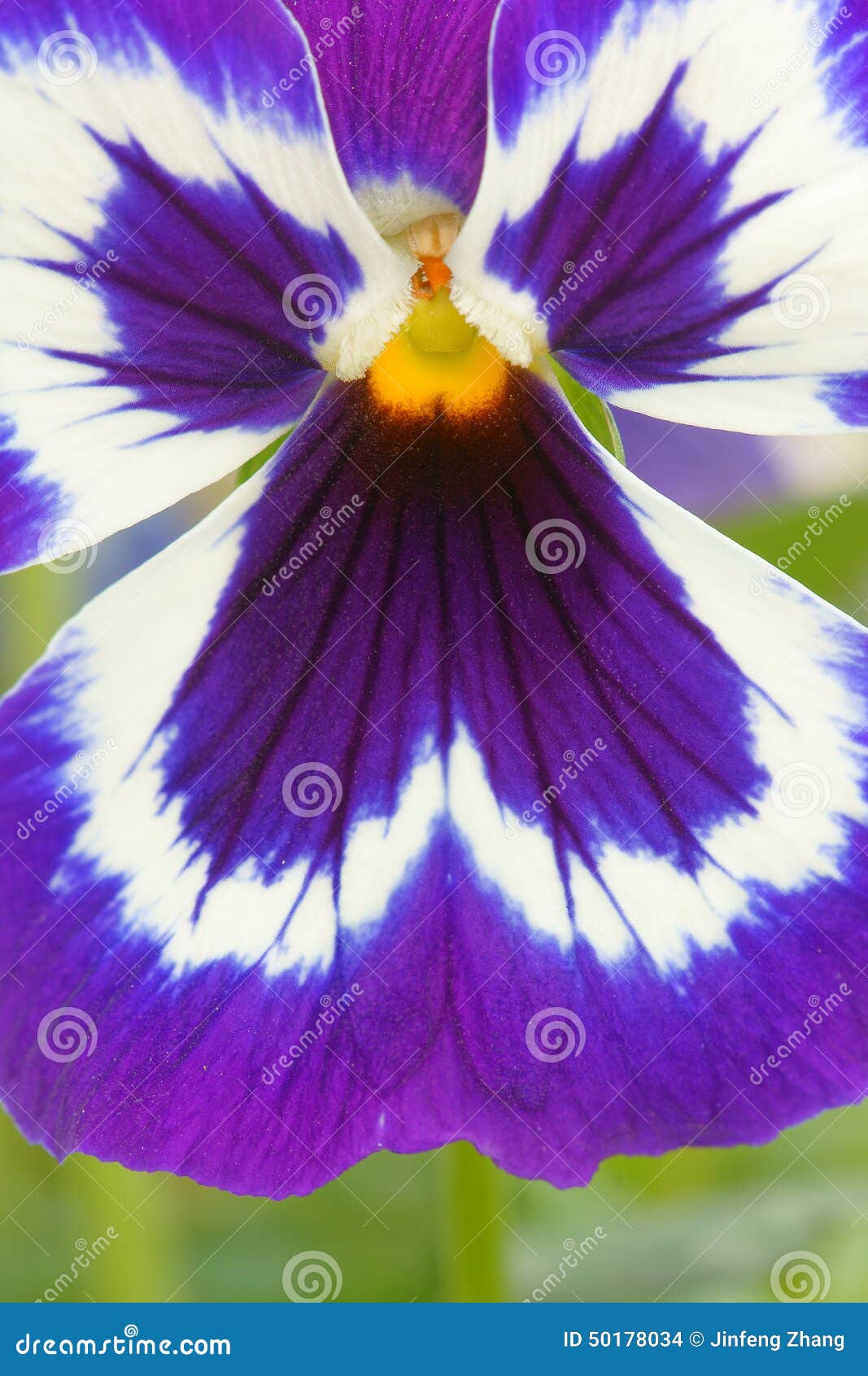 Herb trinity stock photo. Image of tricolor, closeup - 50178034