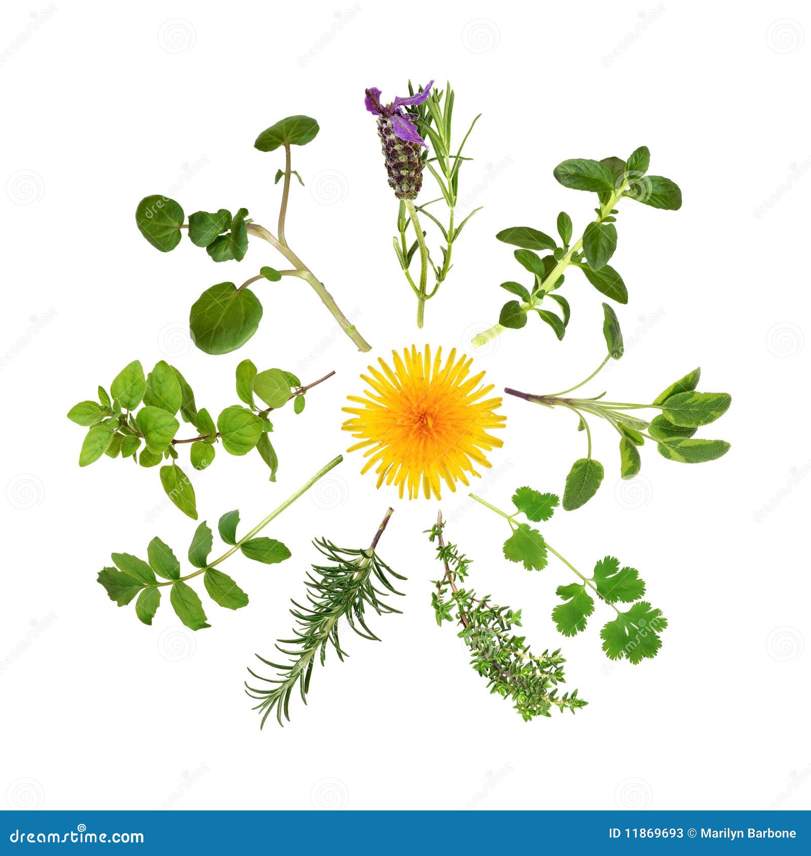 Herb and Wild Flower Abstract Stock Image - Image of natural, healing ...