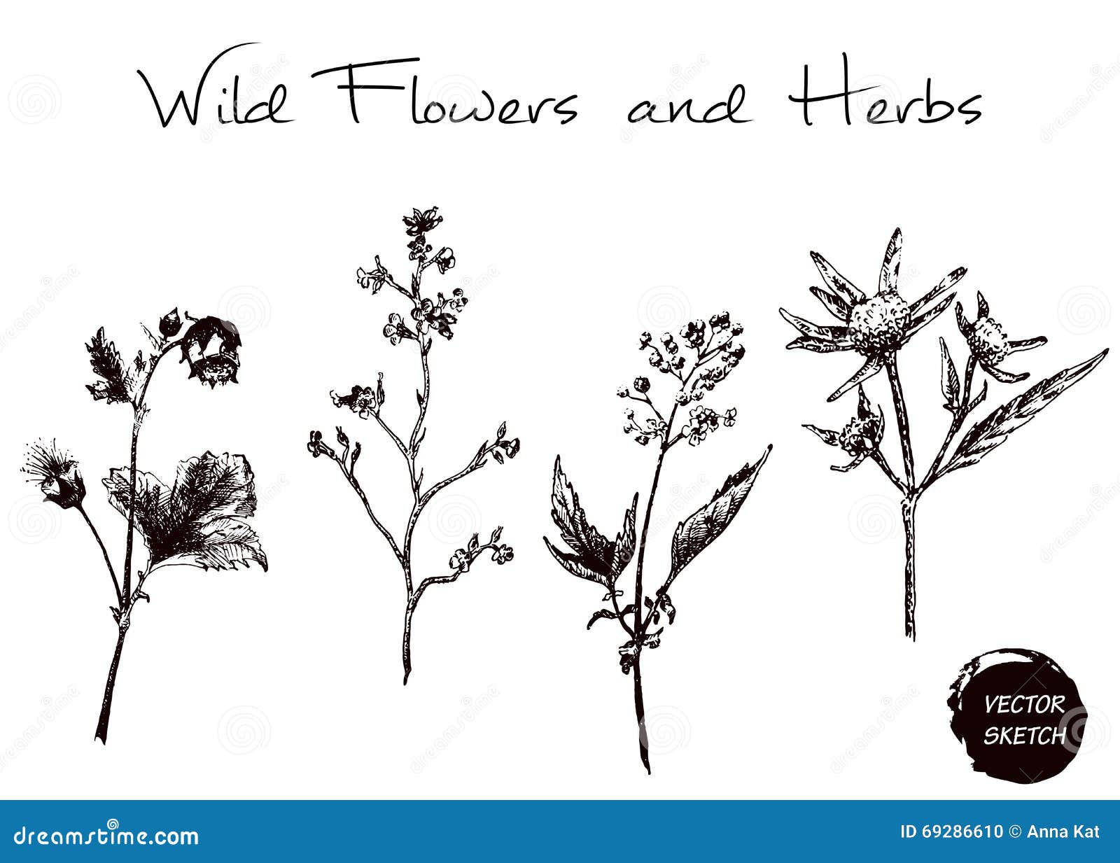 Herb and Wild Flowers stock vector. Illustration of drawing - 69286610