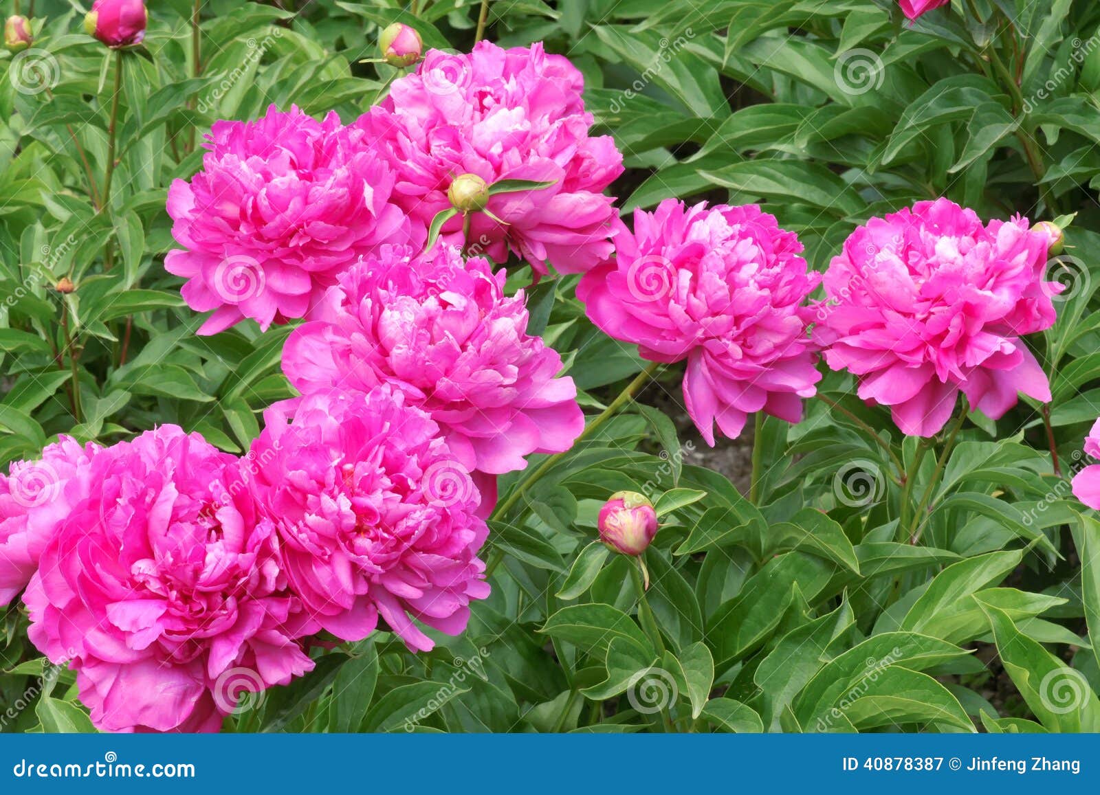 Herbaceous peony stock image. Image of leaves, colorful - 40878387