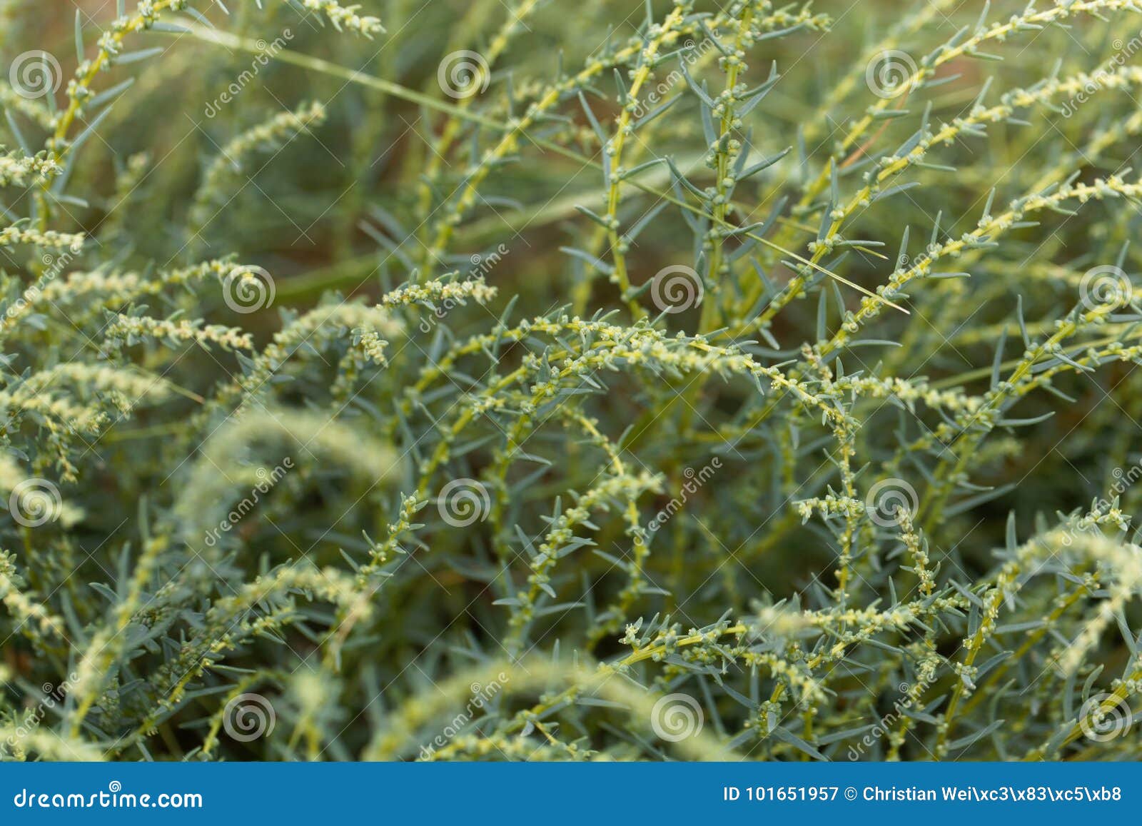 Herbaceous Seepweed Suaeda Maritima Stock Image - Image of ecosystem ...