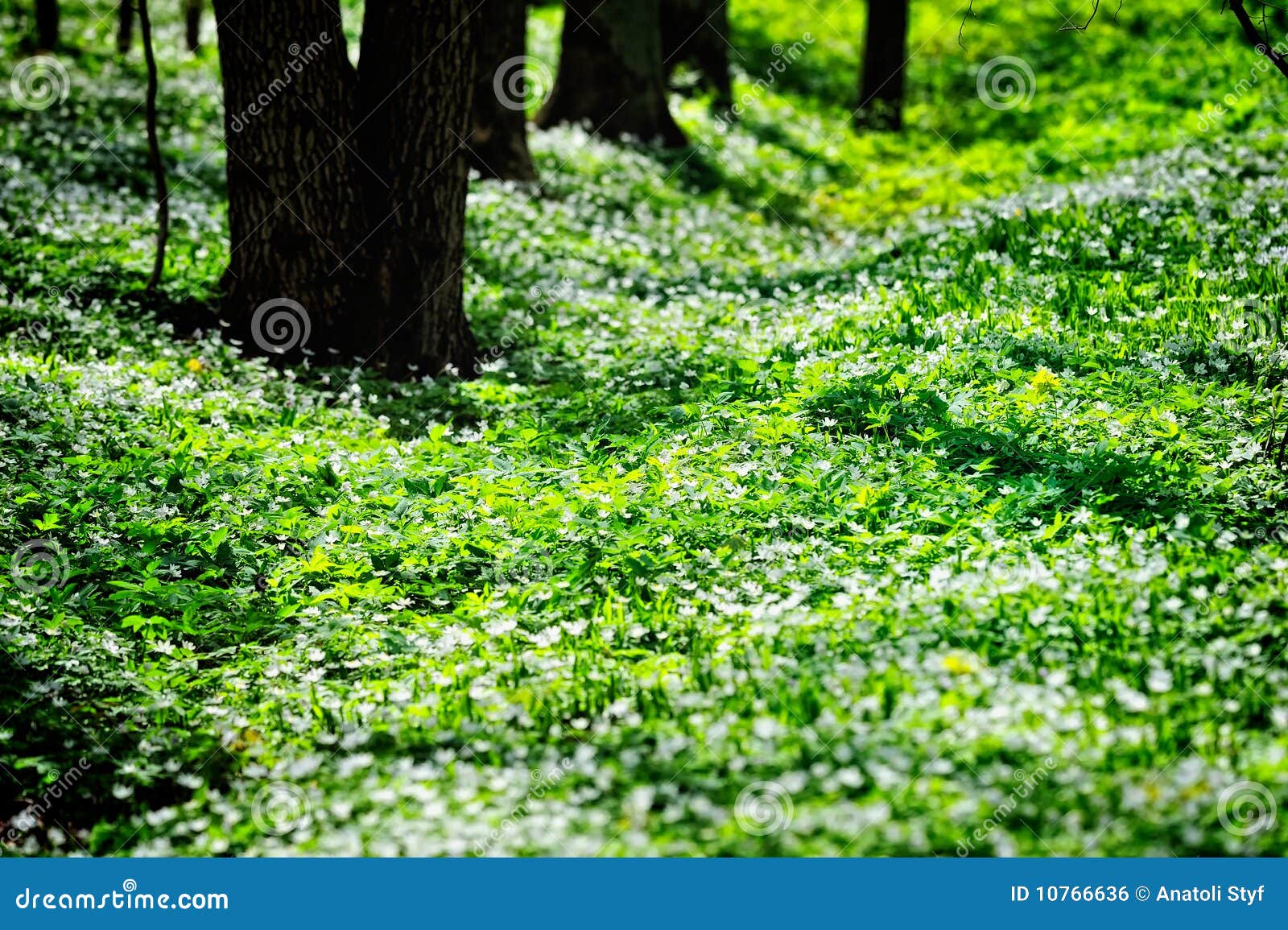 Herbage stock photo. Image of tree, morning, spring, forest - 10766636
