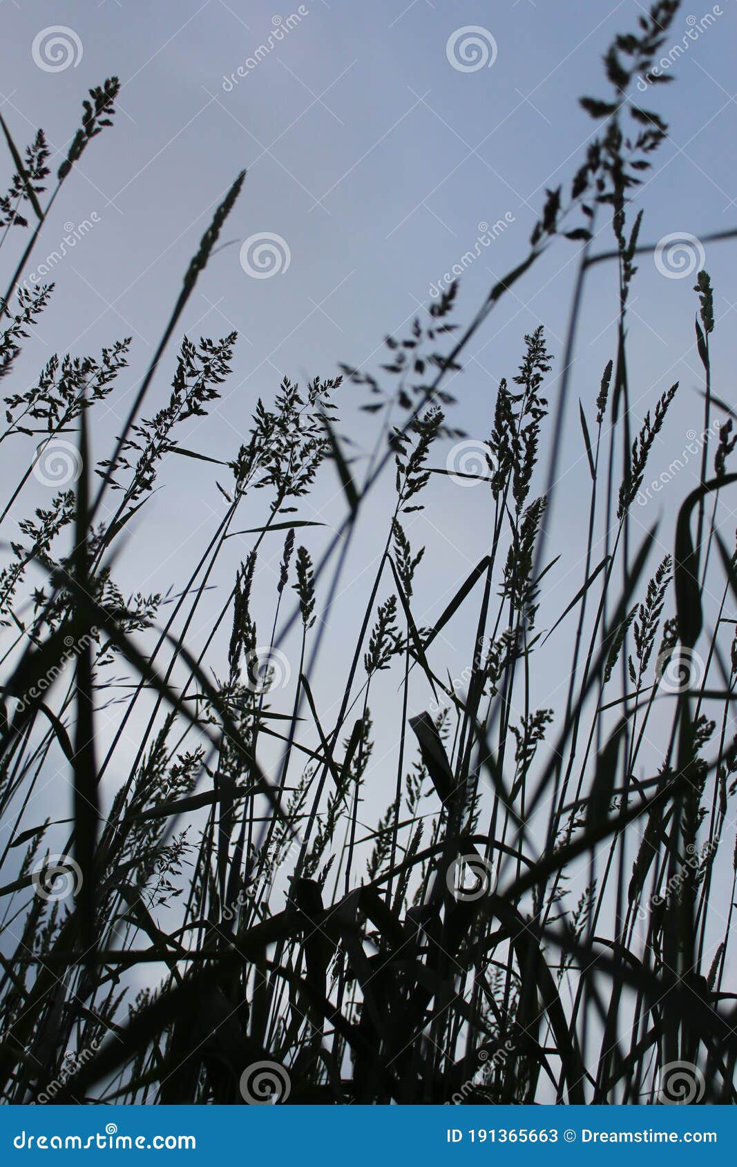 Herbage. Evening Grasses, Ears Stock Image - Image of grasses, swaying ...