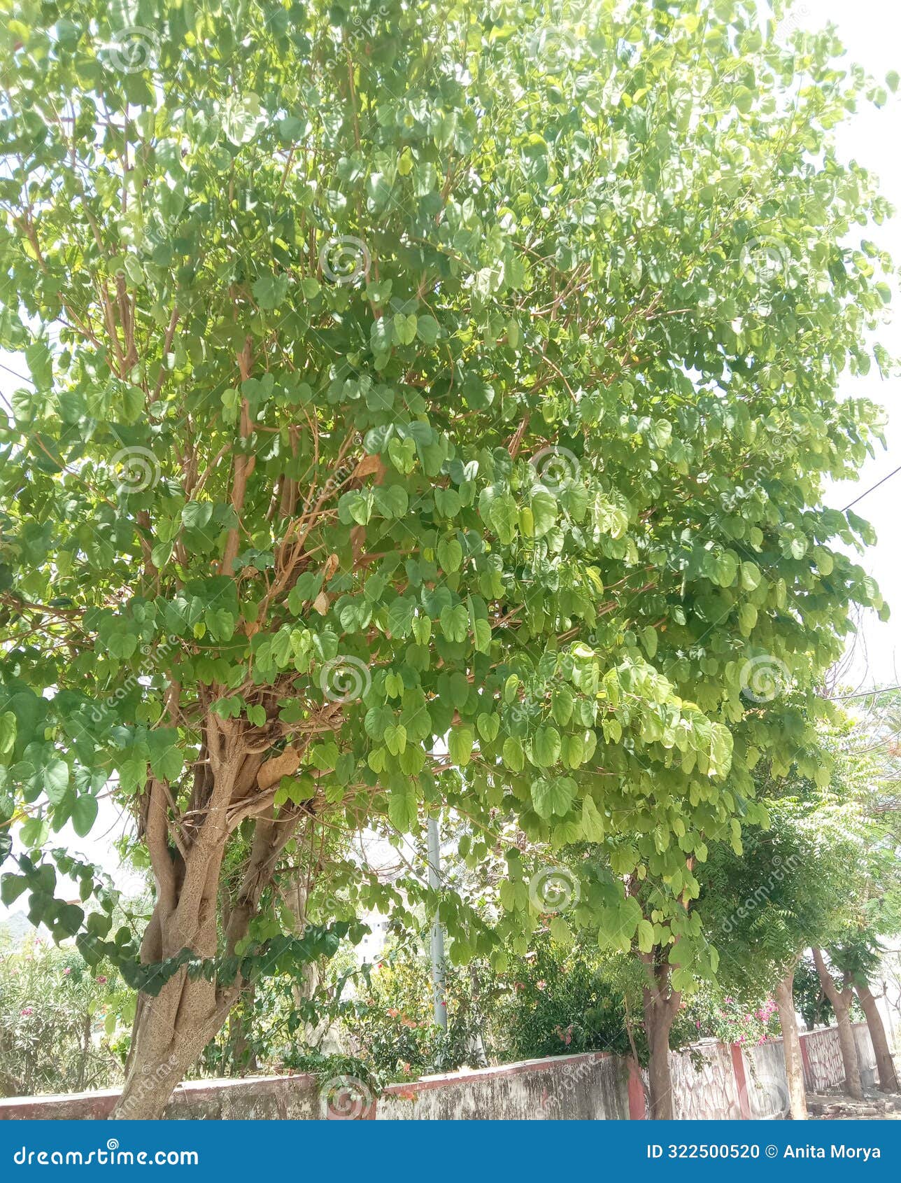 Herbal-Bauhinia-racemosa-or-kachnar-or-bidi-leaf-tree Stock Photo ...