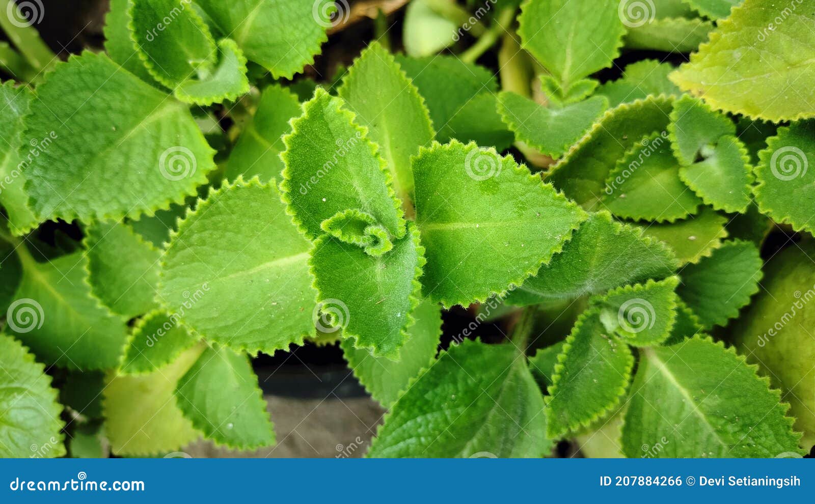 Herbal Cumin Leaves stock photo. Image of herbal, leaves - 207884266