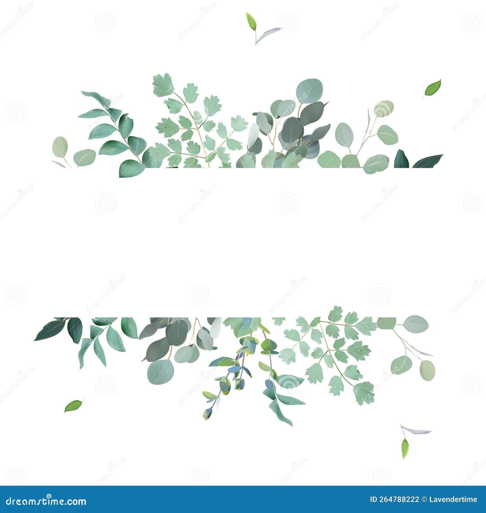 Herbal Eucalyptus Leaves Frame Isolated On A White Background, Greenery ...