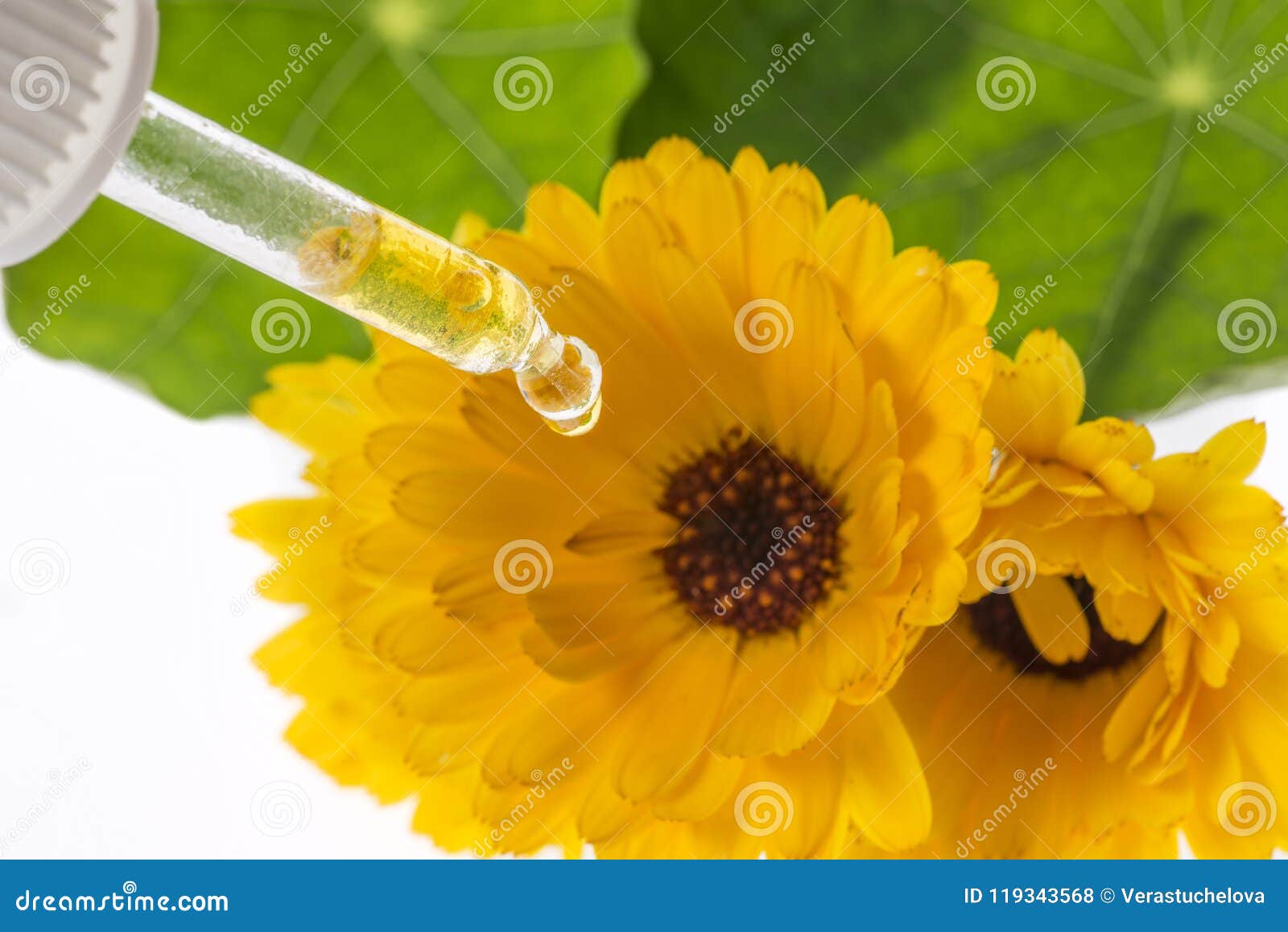 The Herbal Extract from Marigold Flower Calendula Officinalis Stock ...