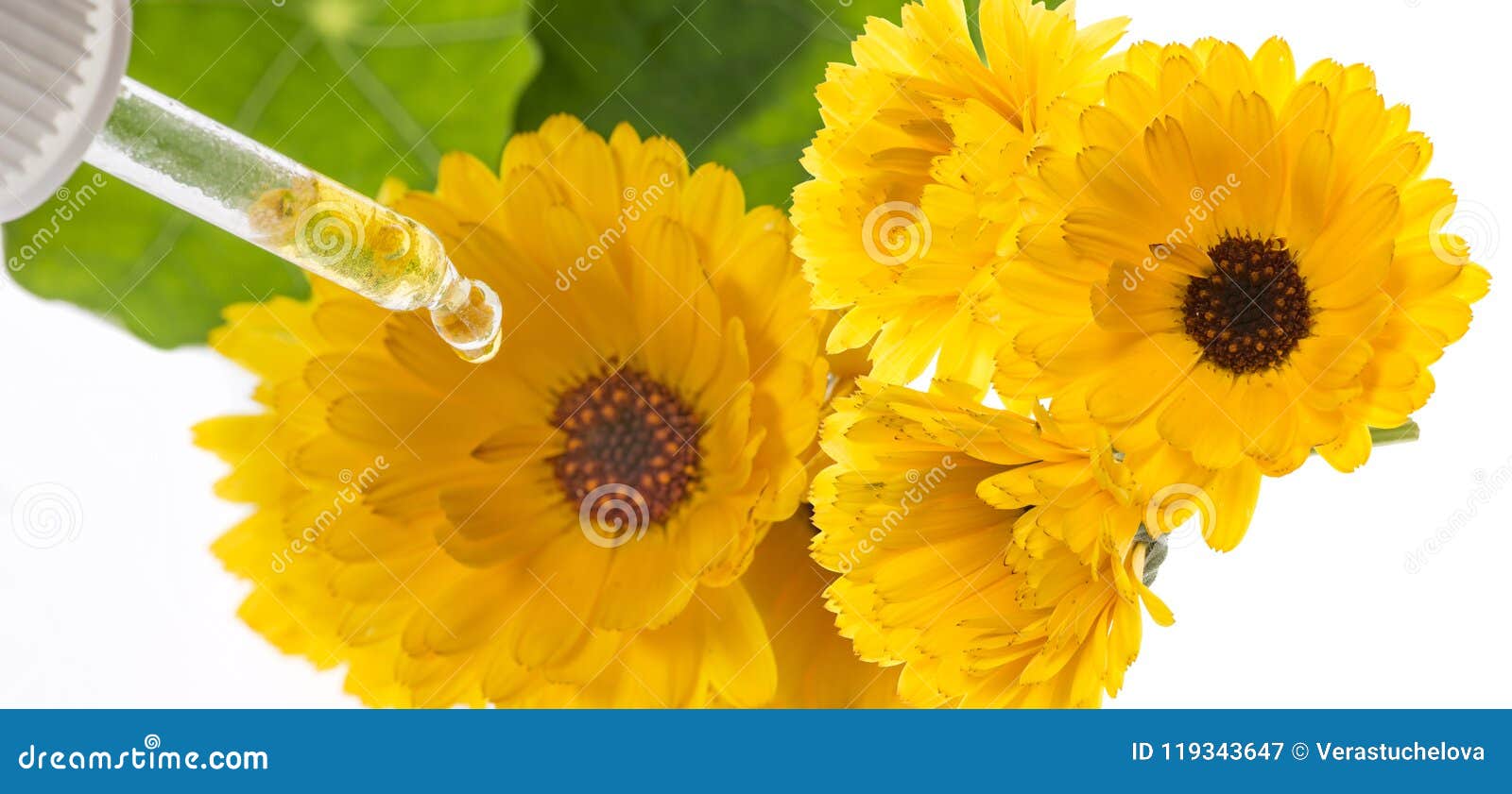 Herbal Extract from Marigold Flower Stock Image - Image of floral ...