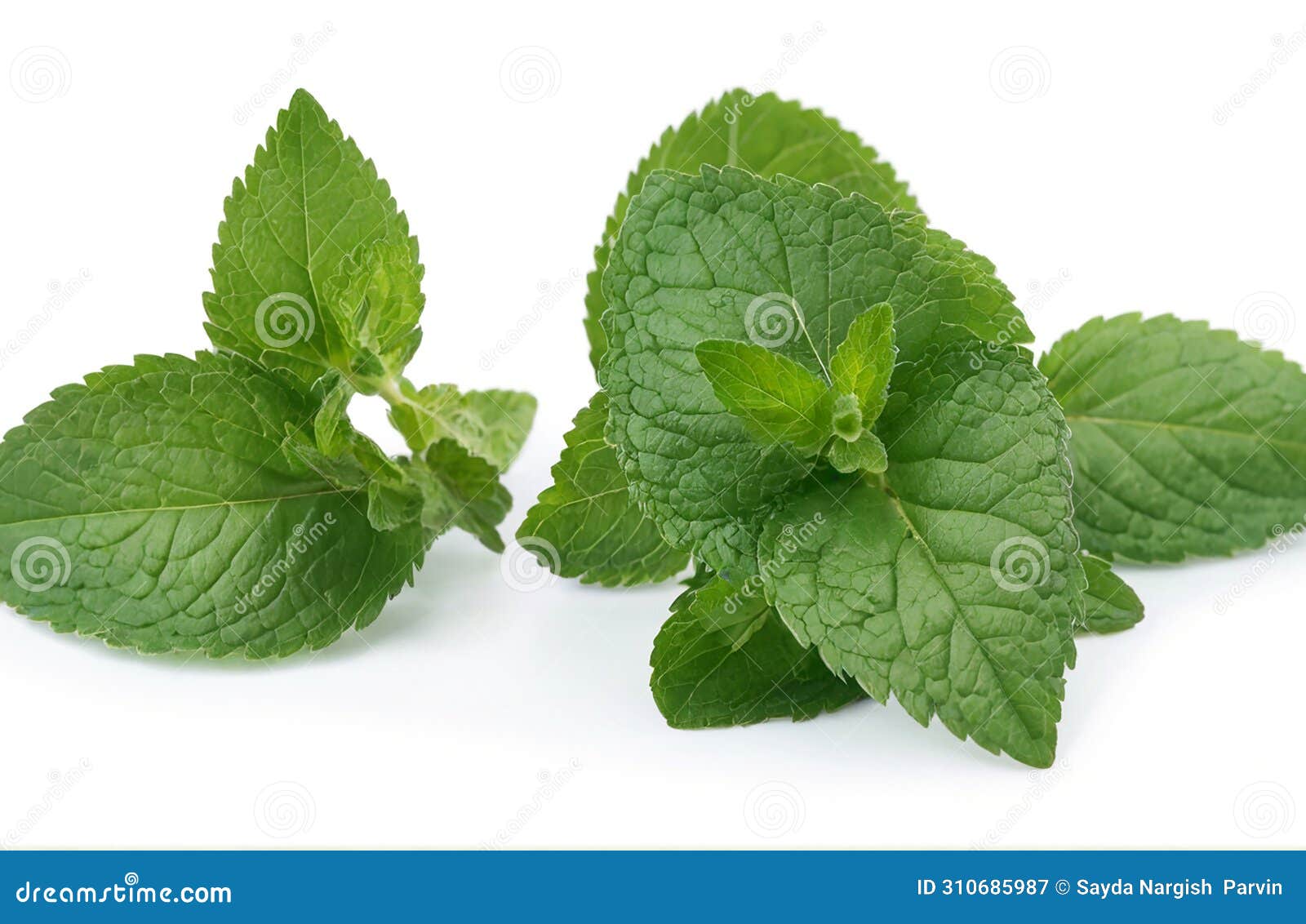 Herbal Fish Mint Leaves , Cut Out on White Background Stock Image ...