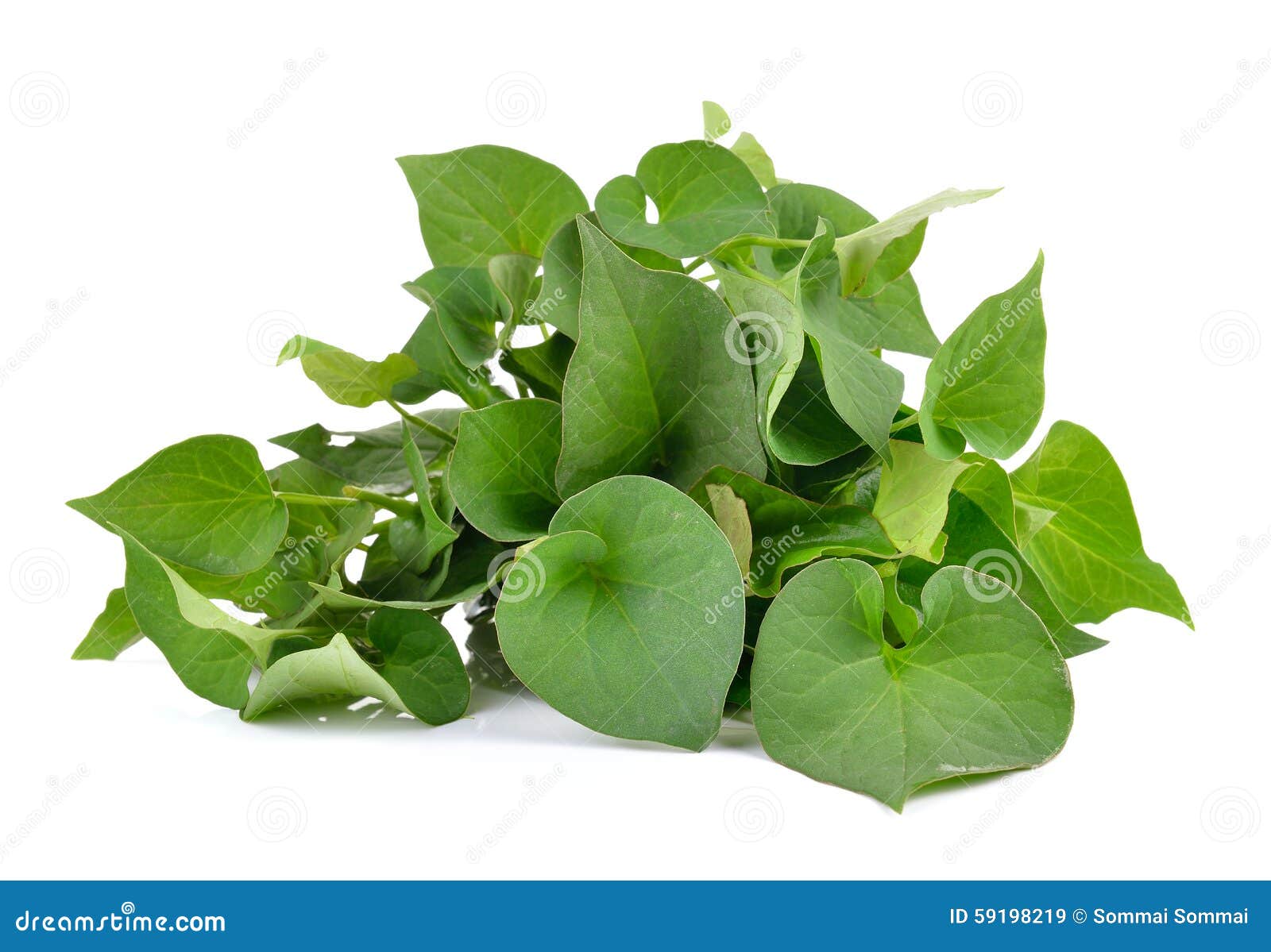 Fish Mint Plant Houttuynia Cordata Royalty-Free Stock Photo ...
