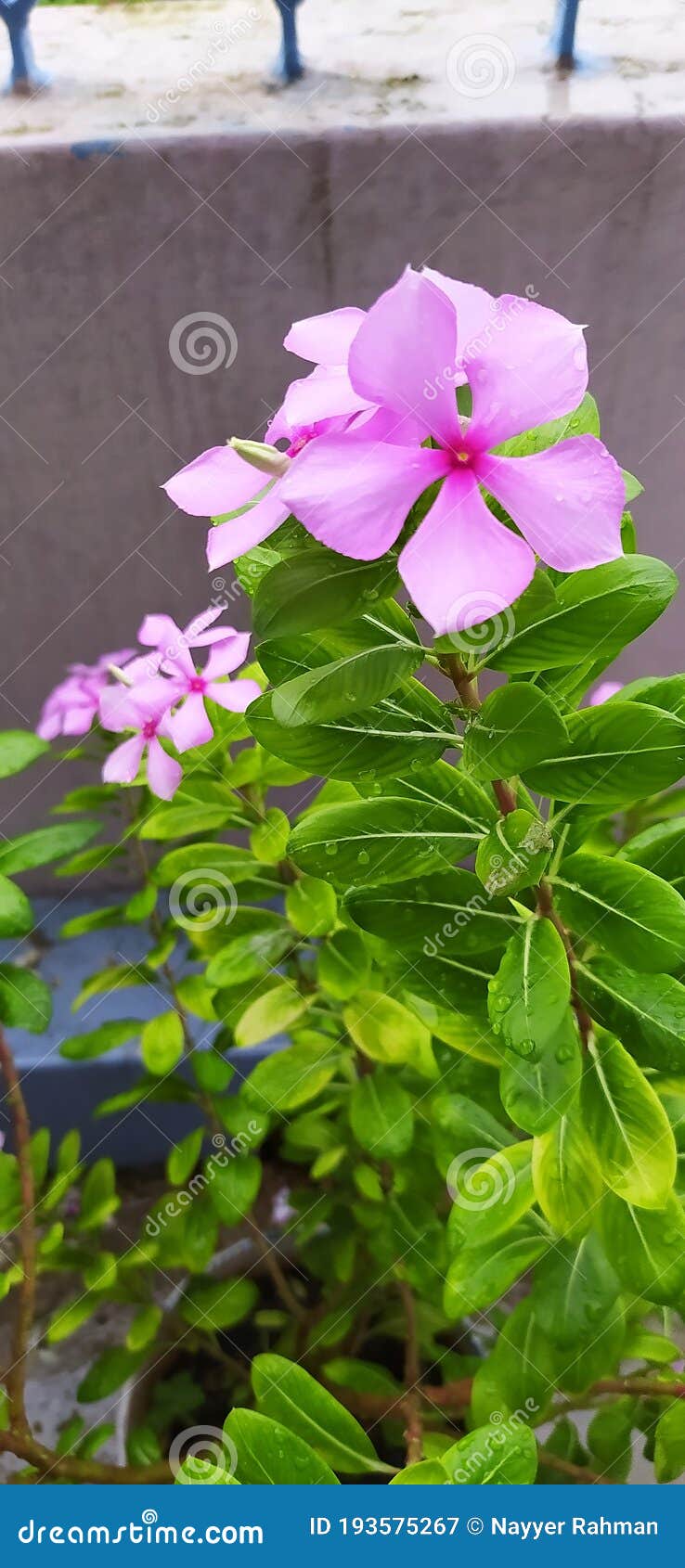 A Herbal Flower Known As Sadabahar Stock Image - Image of produce ...