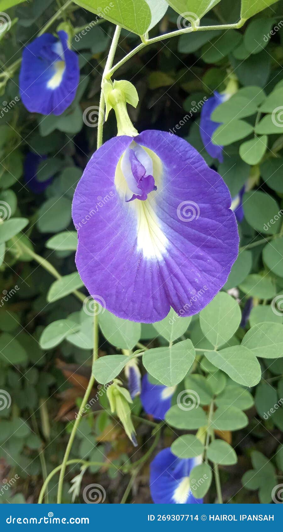 Herbal flower violet stock photo. Image of plant, blossom - 269307714