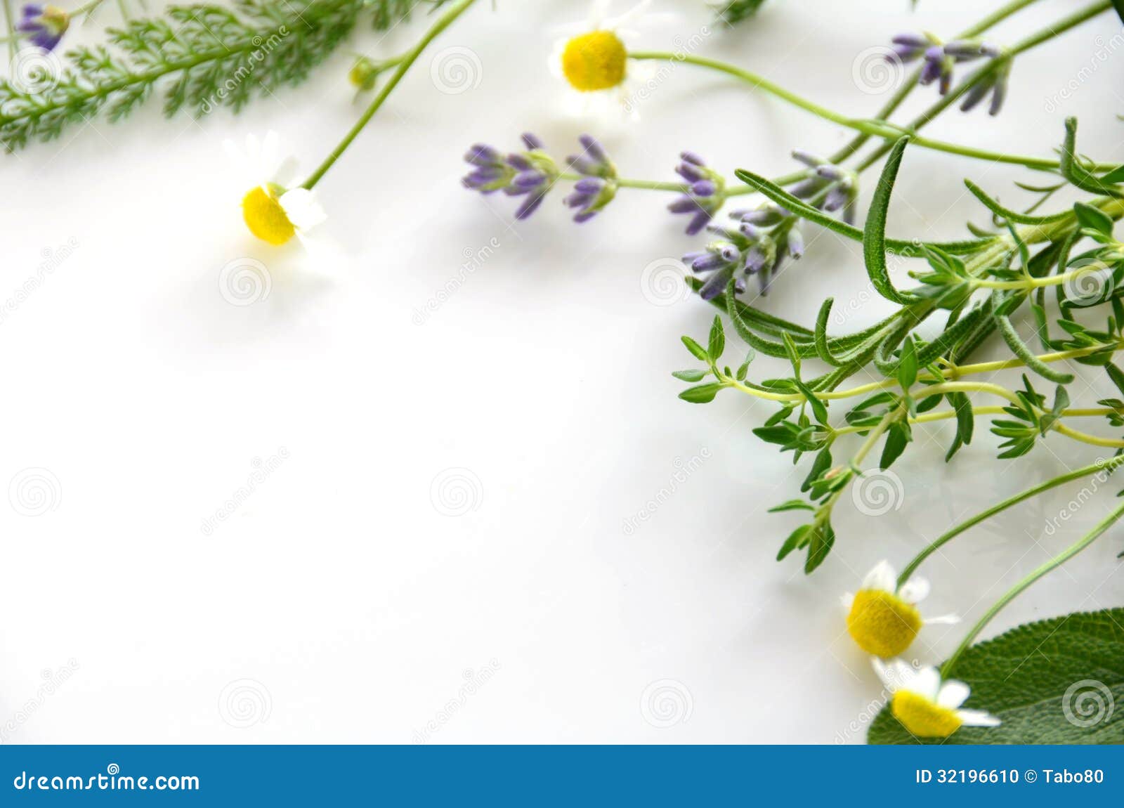 Herbal Frame Stock Photo - Image: 32196610
